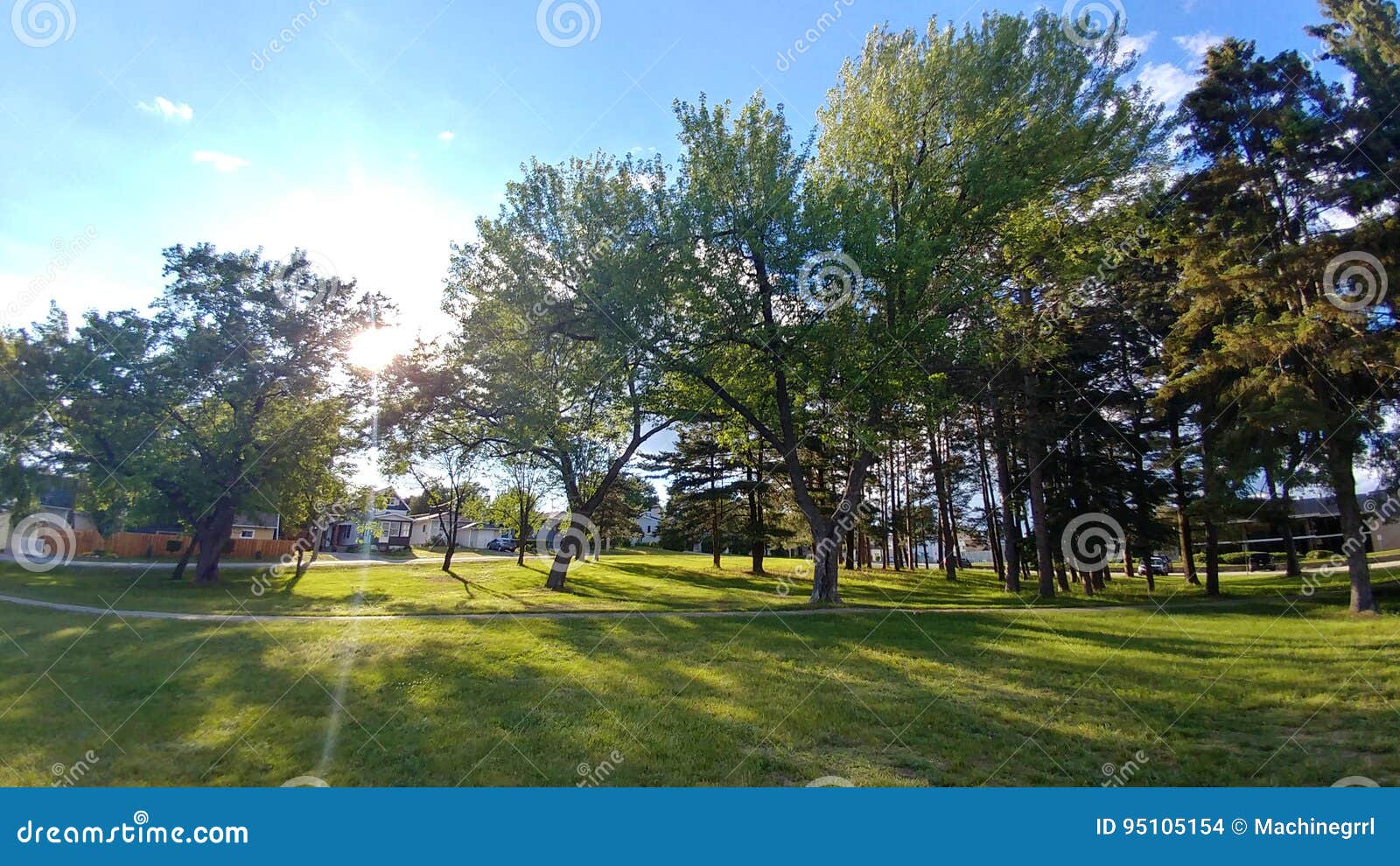 Sunny trees stock photo. Image of daytime, field, summer - 95105154