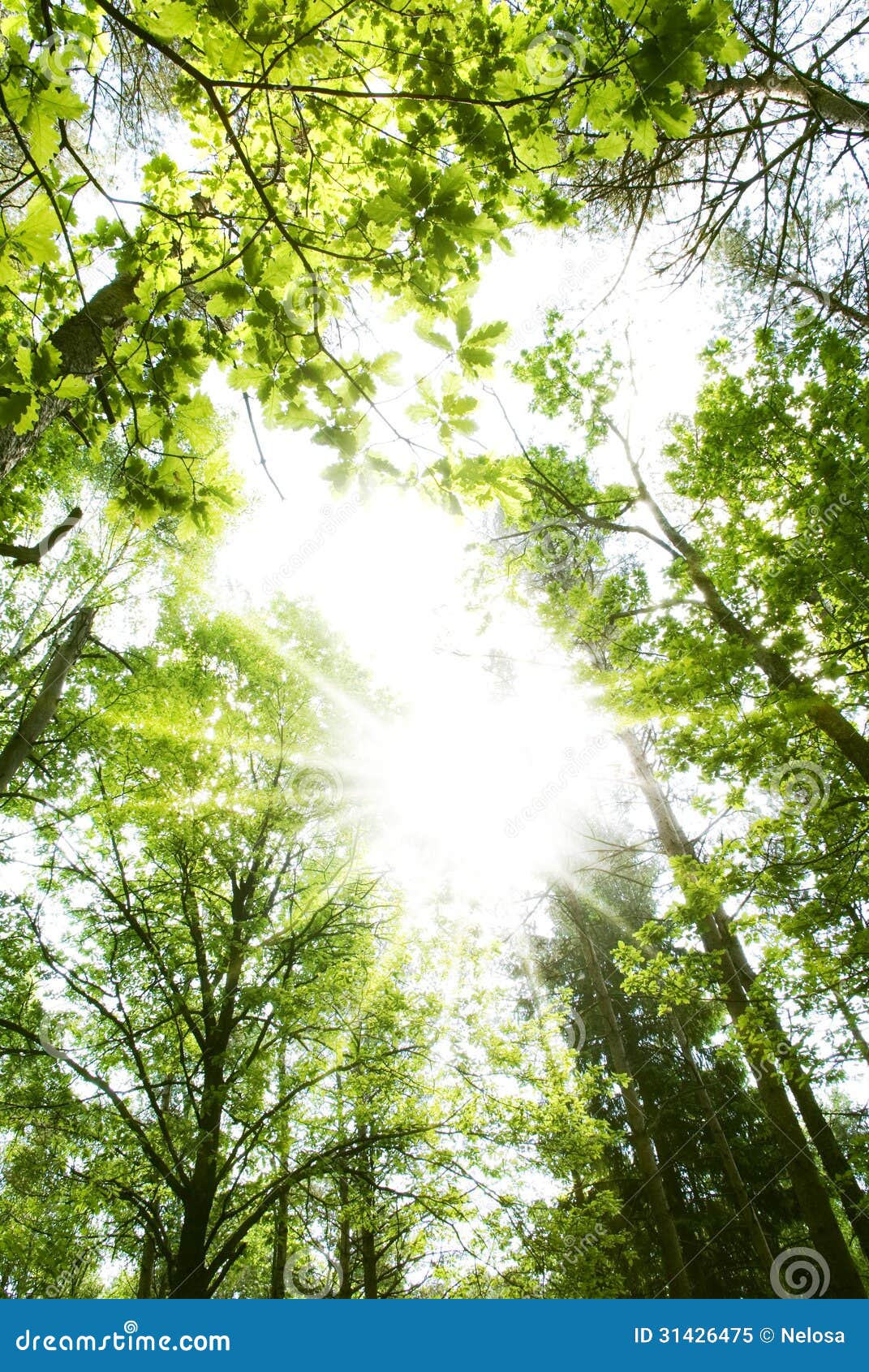 Sunny trees stock image. Image of promenade, daylight - 31426475