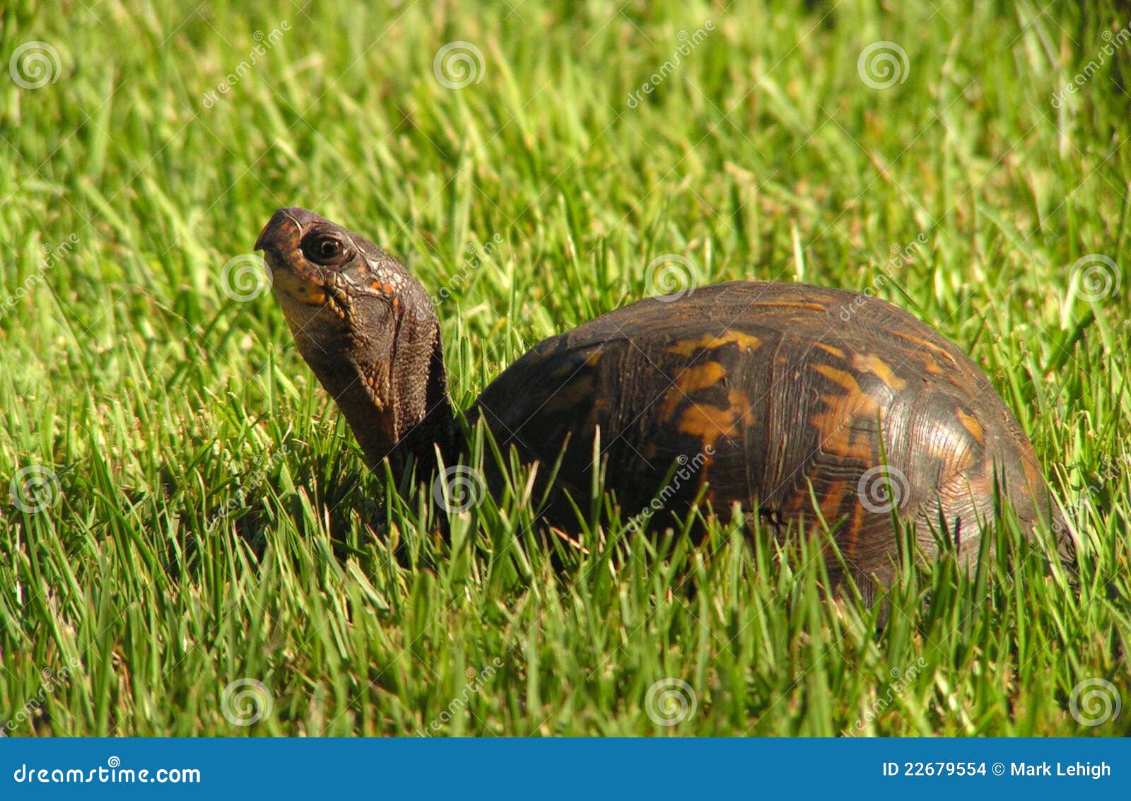 Sunny turtle stock photo. Image of skin, close, peace - 22679554