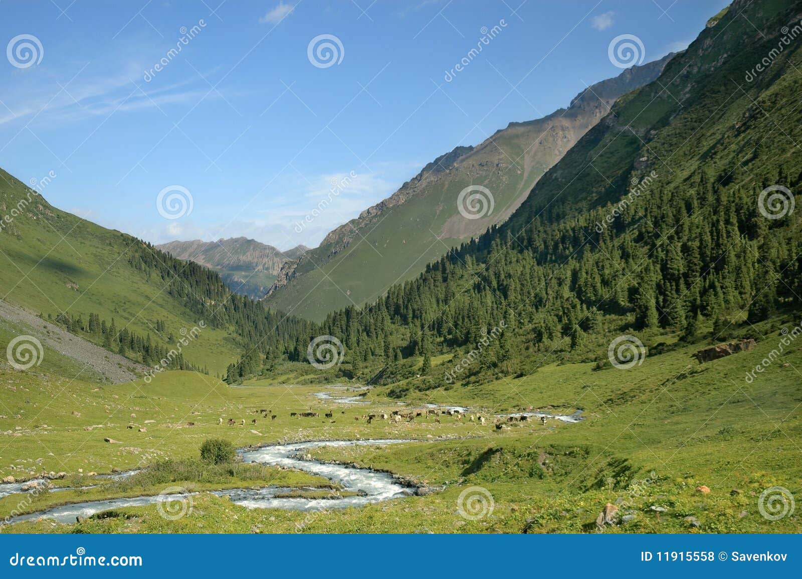 Sunny valley stock photo. Image of stream, rocks, forest - 11915558