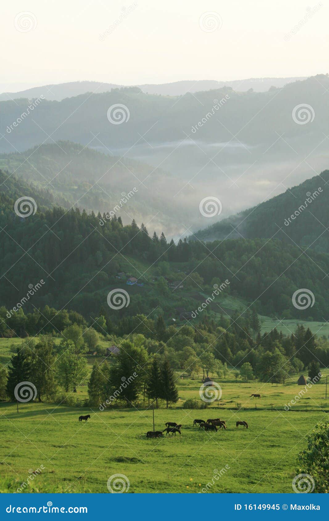Sunny valley stock image. Image of valley, herd, horses - 16149945