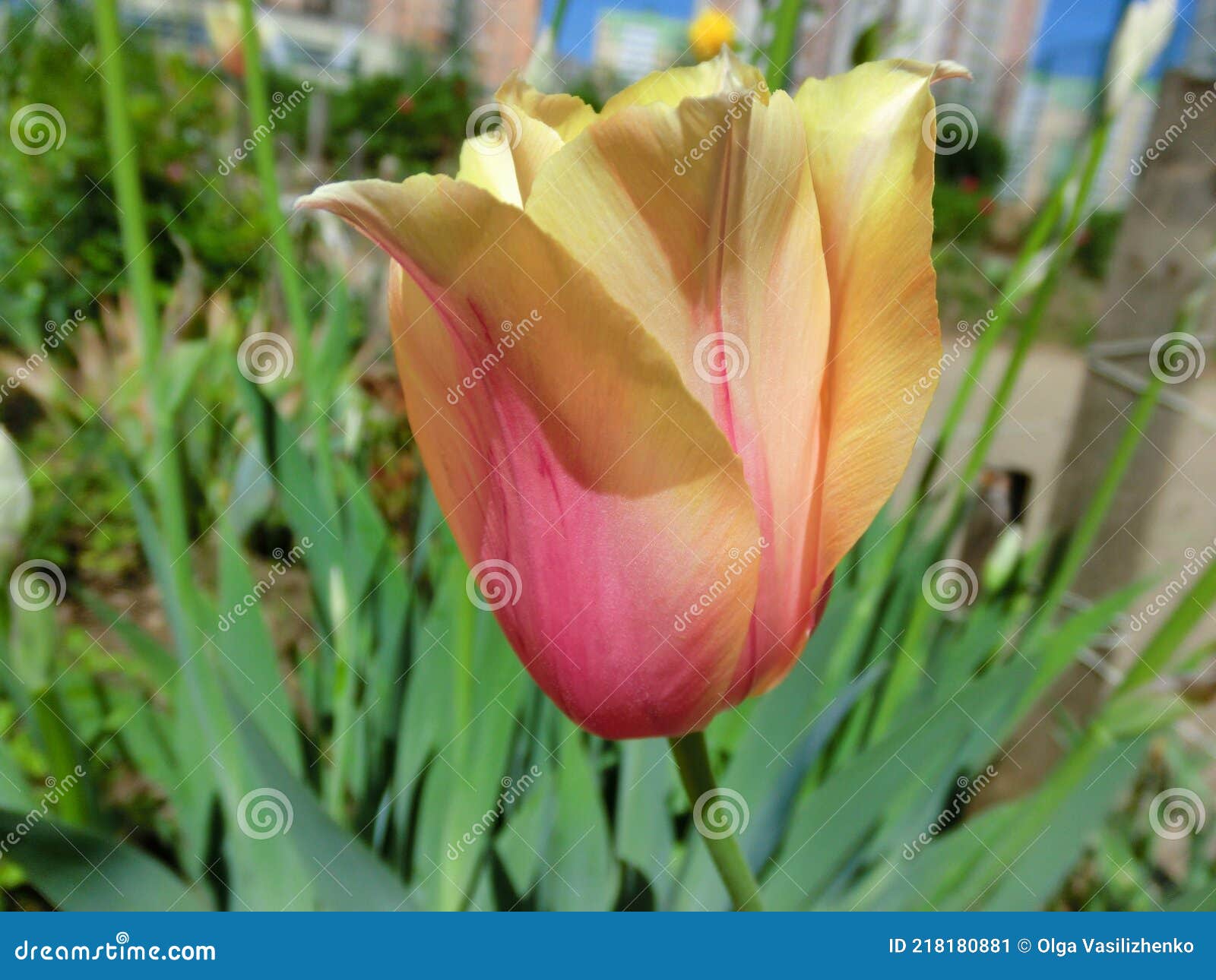 Sunny Variegated Red-yellow Tulip Stock Image - Image of flower ...