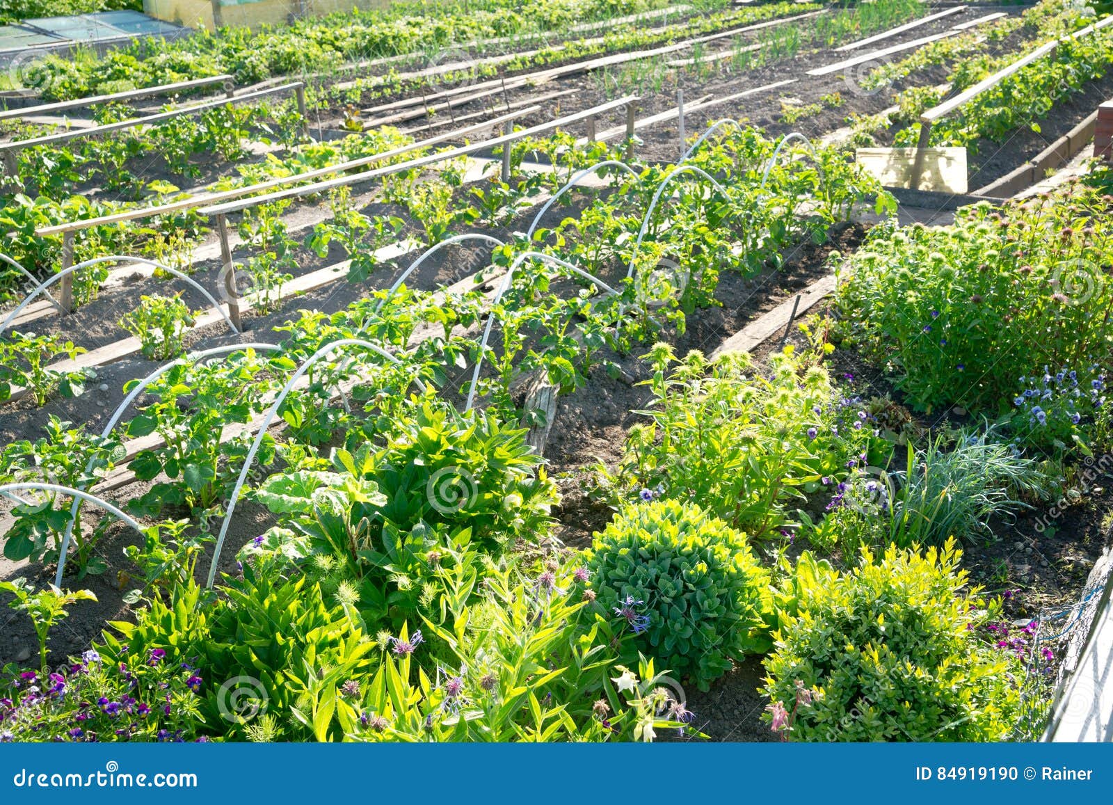 Sunny Vegetable Garden Patch in Springtime Stock Photo - Image of ...