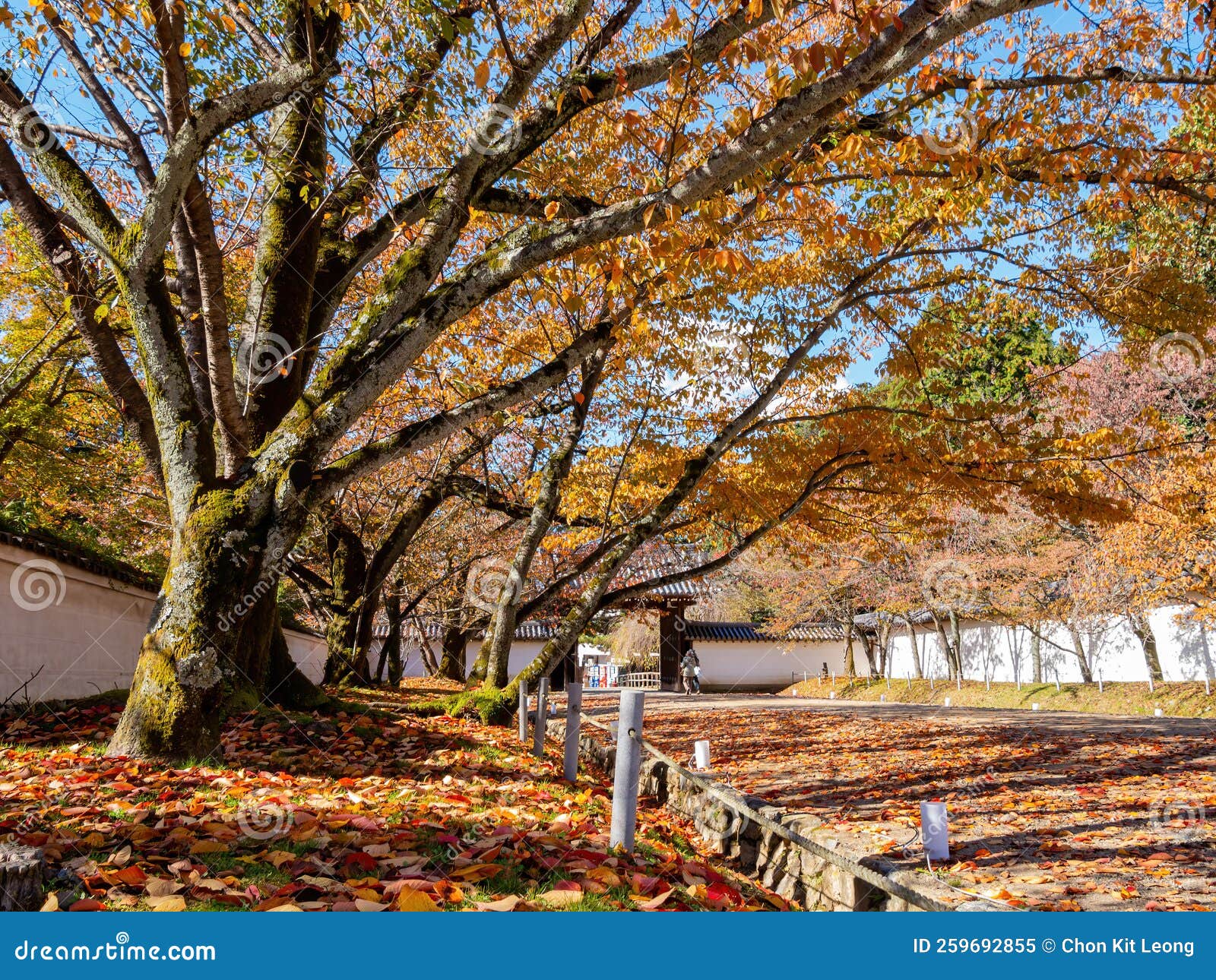 Sunny View Of The Beautiful Fall Color Of Somon In Daigoji Temple Stock Image Image Of Outdoor