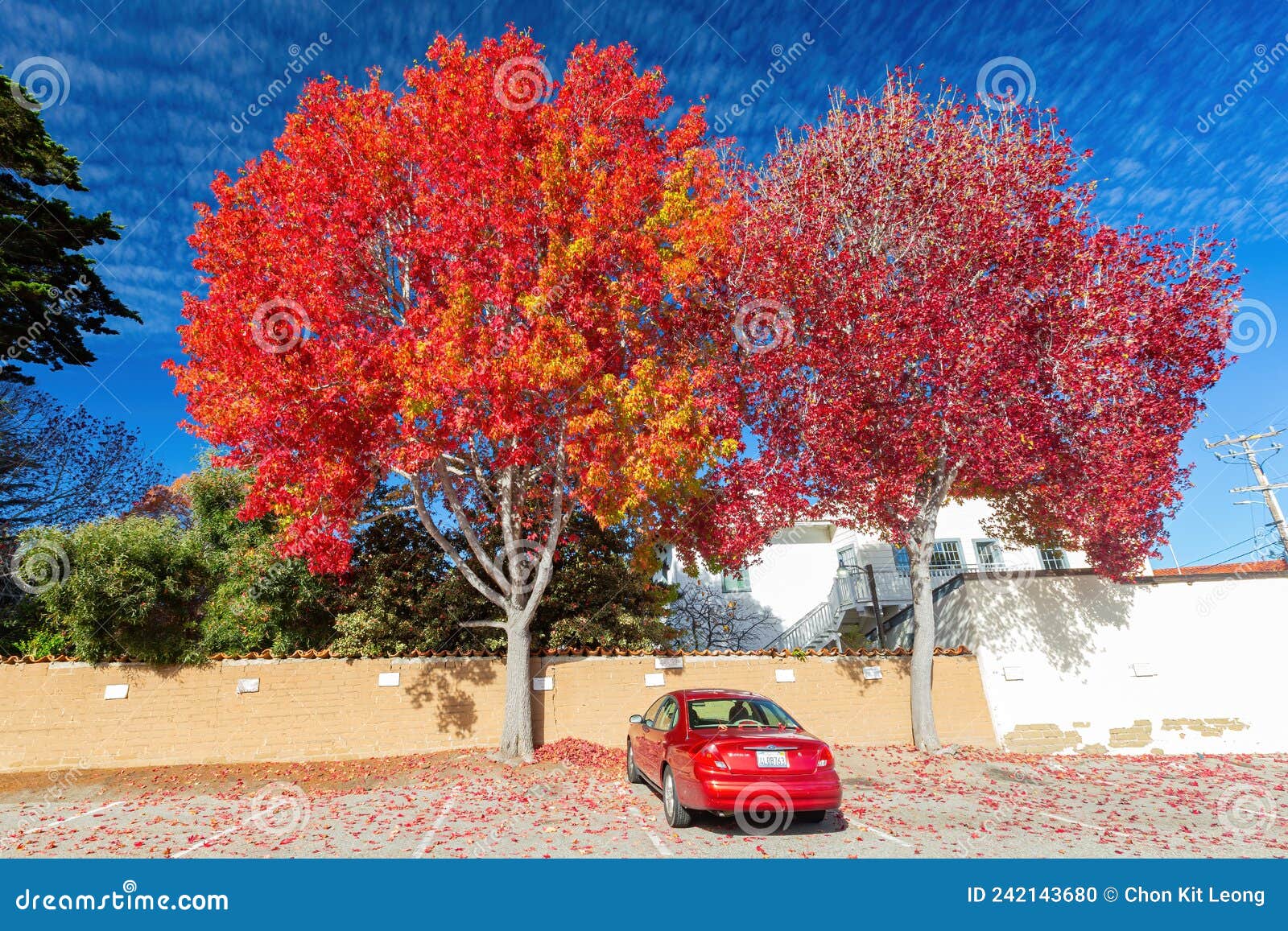 Sunny View of a Beautiful Maple Tree with Fall Color Editorial Image ...