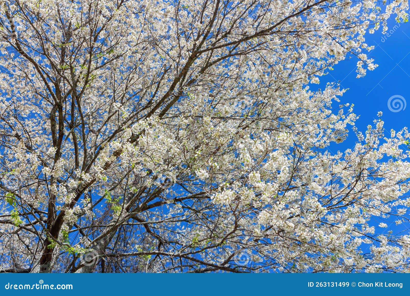 Sunny View of the Beautiful Pear Tree Blossom in Wuling Farm Stock ...