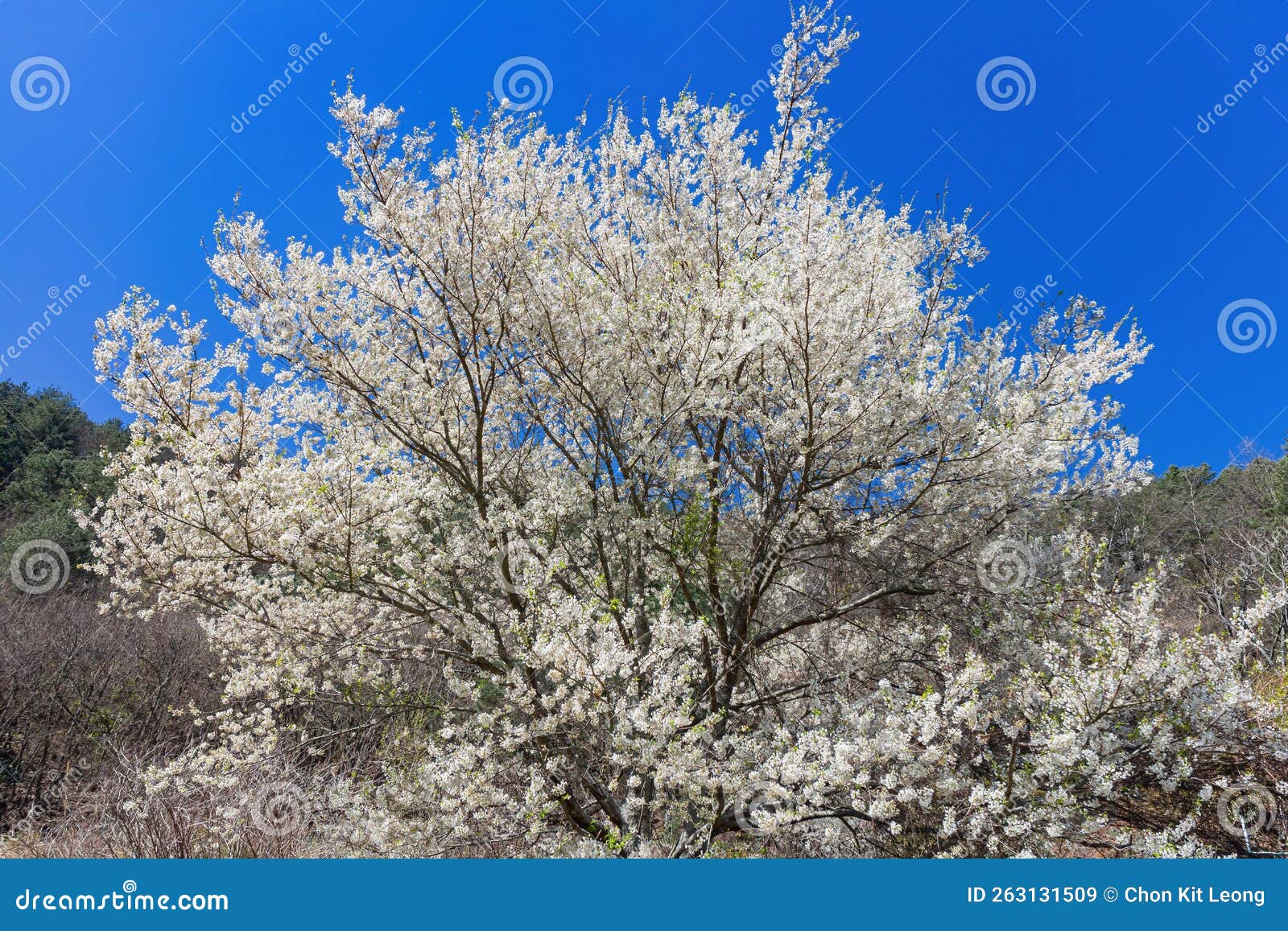 Sunny View of the Beautiful Pear Tree Blossom in Wuling Farm Stock ...