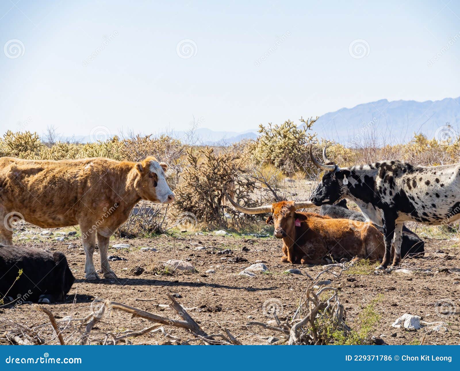 Sunny View of a Farm with Many Cows Stock Photo - Image of nevada ...