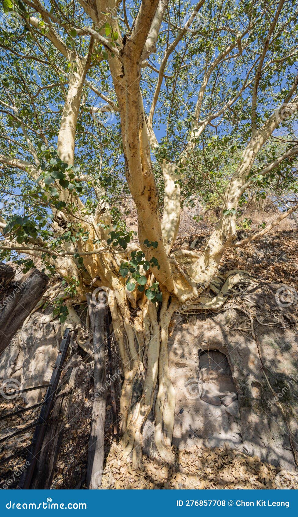 Sunny View of the Ficus Benghalensis Stock Photo - Image of jalisco ...