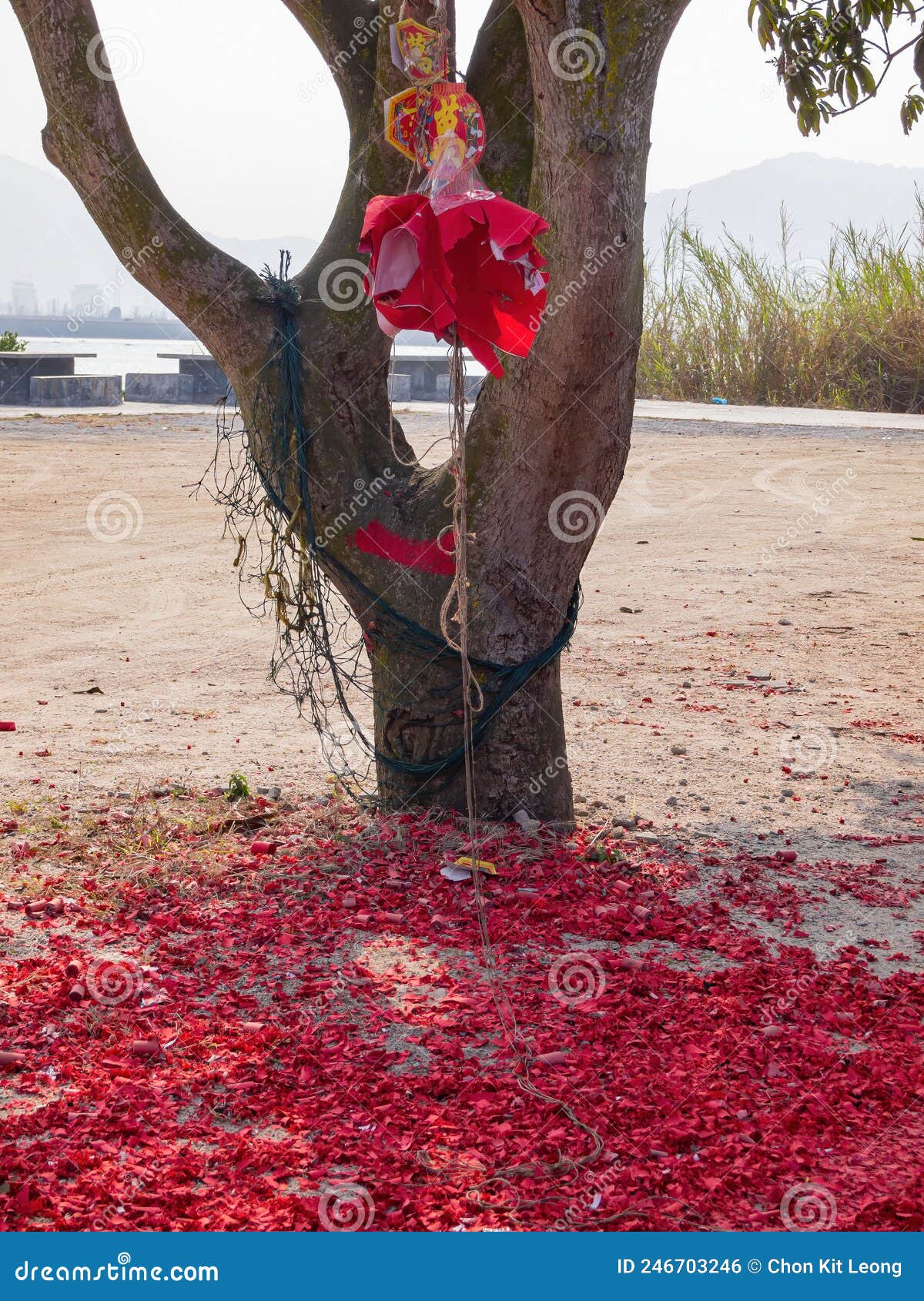 Sunny View of Firecrackers Hanging on Tree Stock Photo - Image of urban ...