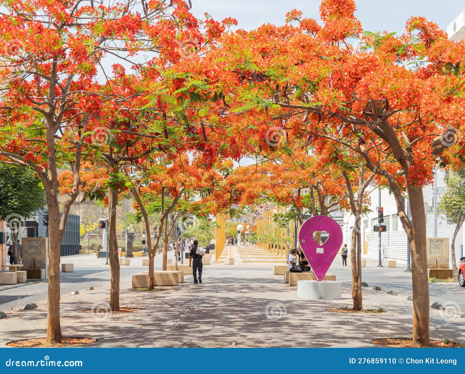 Sunny View of the Flame Tree Blossom Editorial Image - Image of ...
