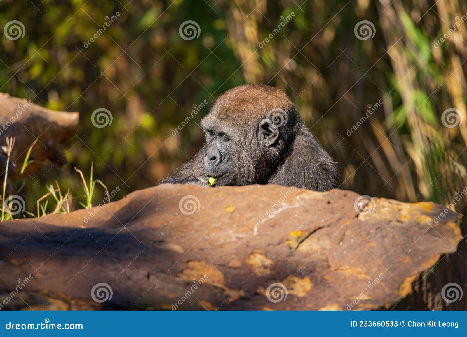 Sunny view of a Gorilla stock image. Image of people - 233660533
