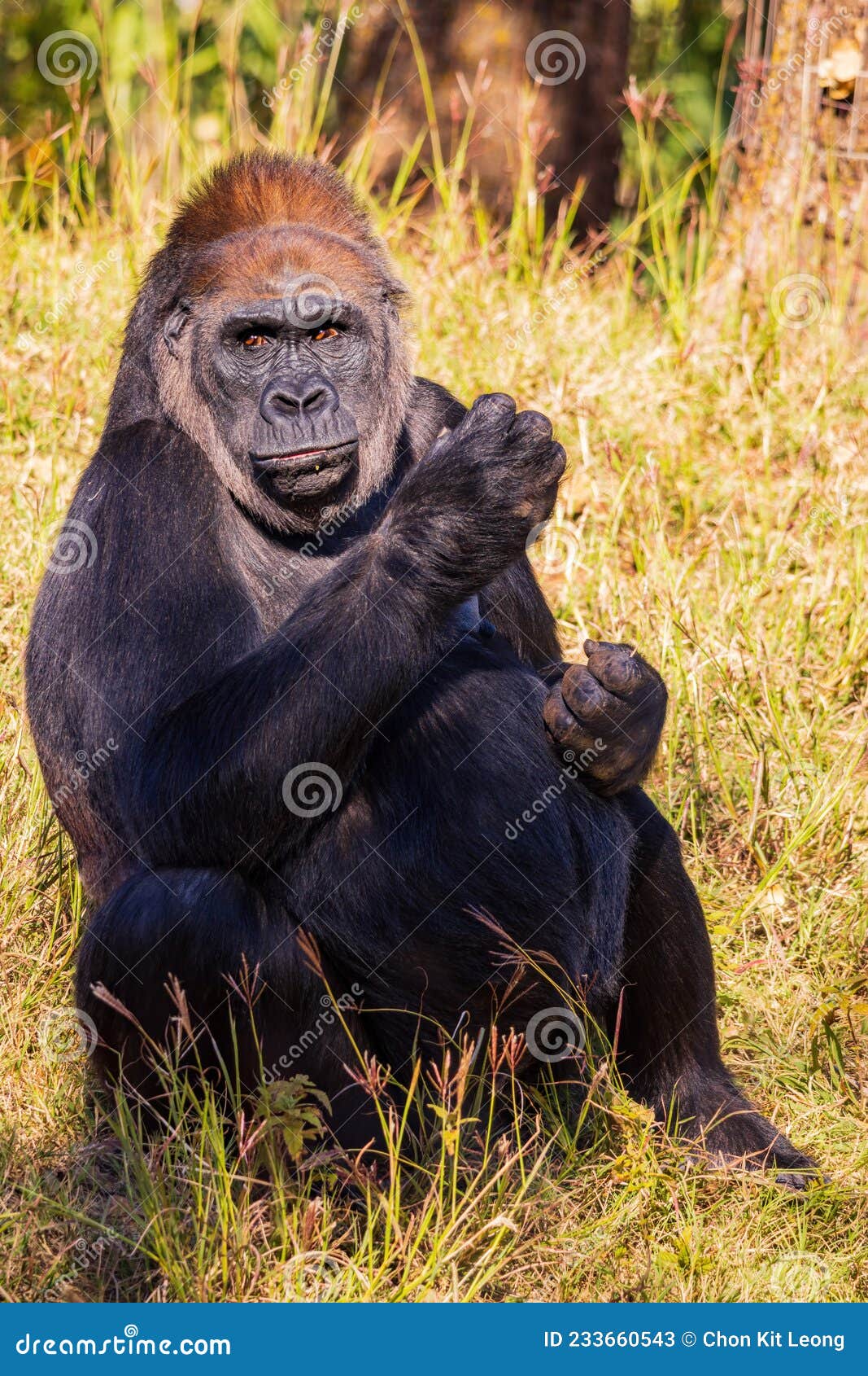Sunny view of a Gorilla stock image. Image of closeup - 233660543