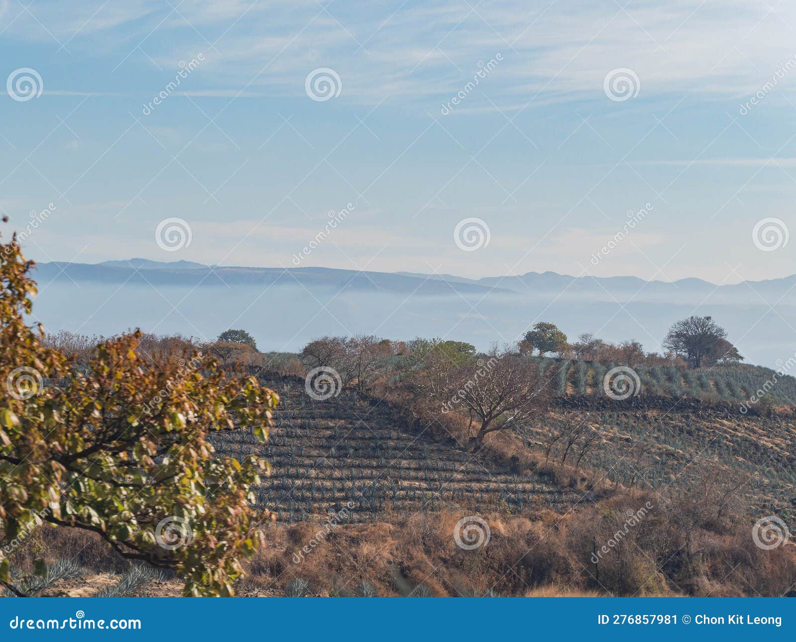 Sunny View of the Tequila Farm Stock Image - Image of nature, travel ...