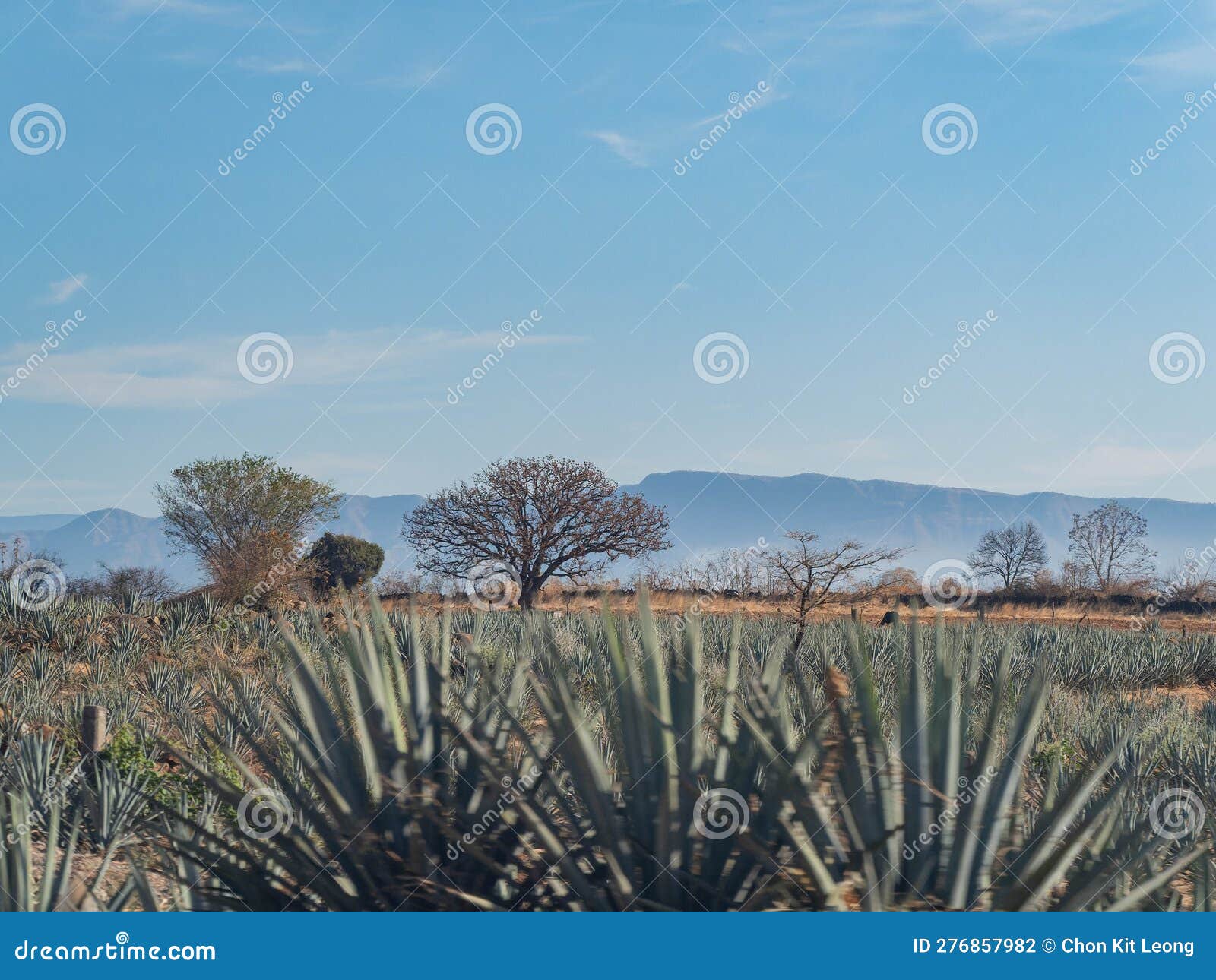 Sunny View of the Tequila Farm Stock Photo - Image of hill, jalisco ...