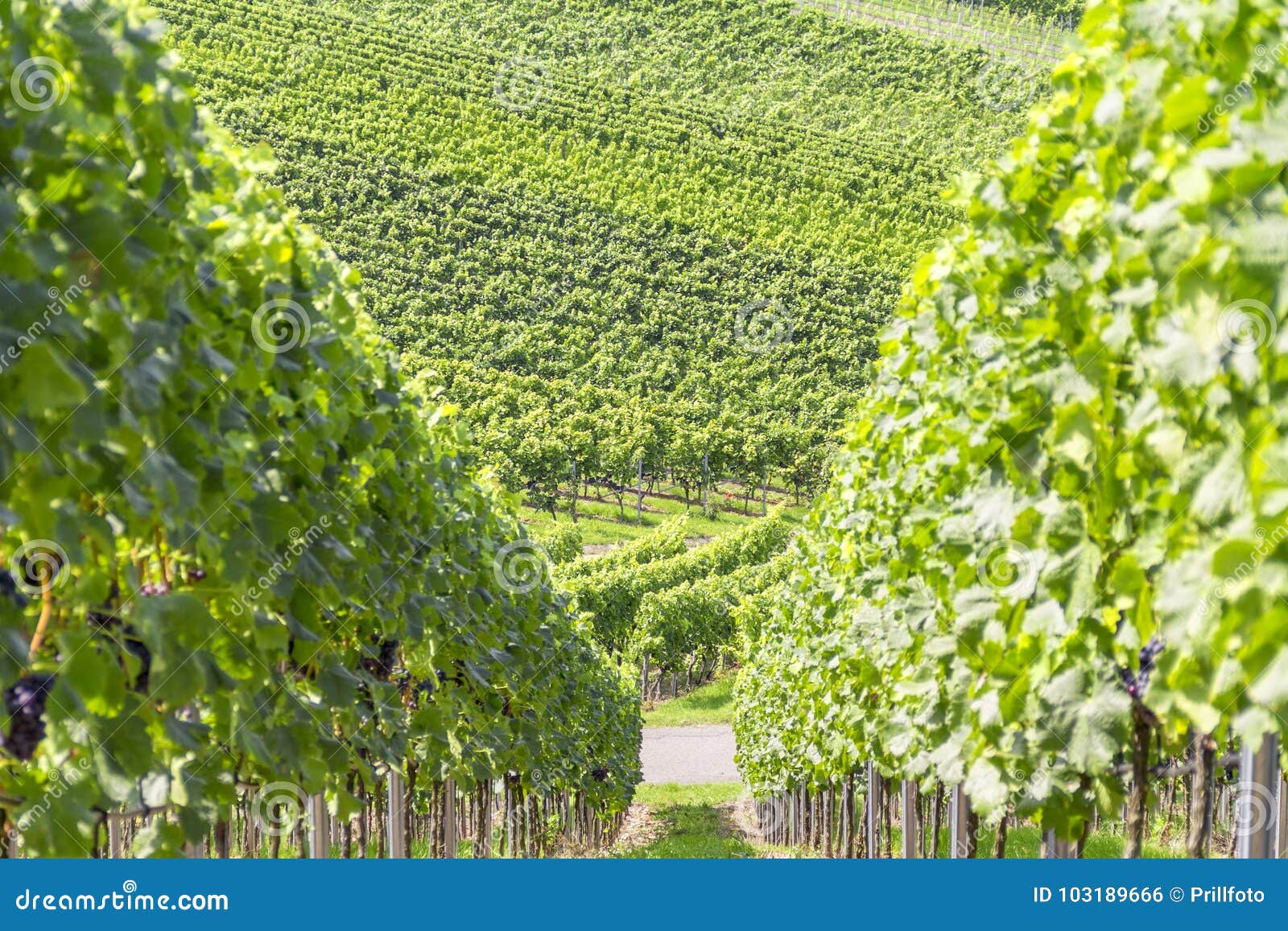 Sunny vineyard scenery stock photo. Image of landscape - 103189666