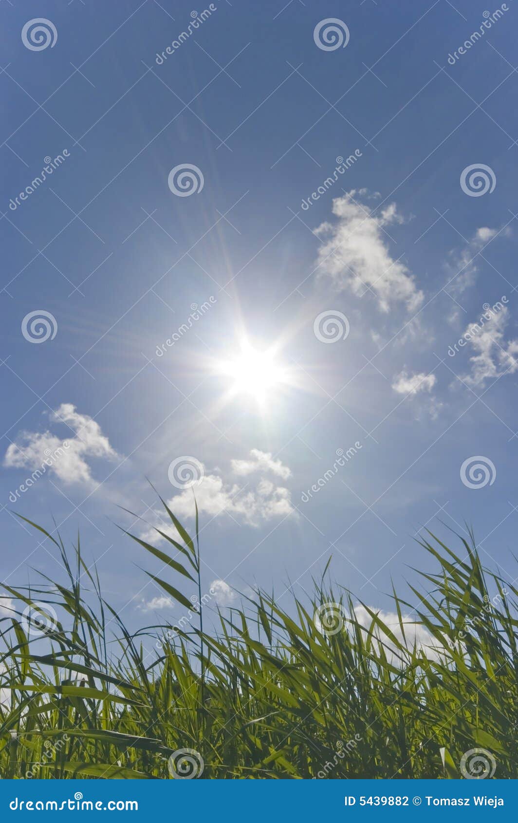Sunny warm Summer sky stock photo. Image of firmament - 5439882