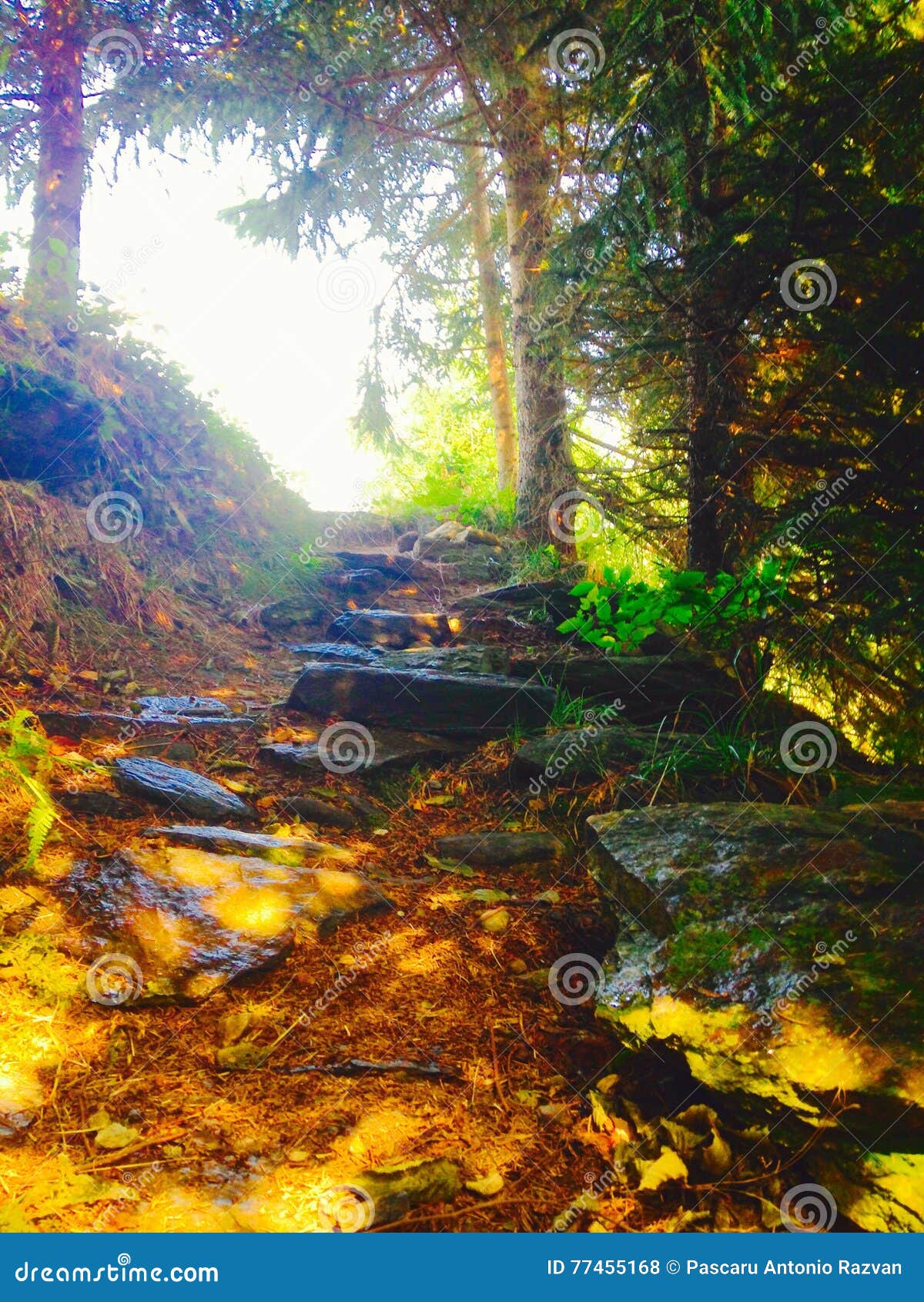 Sunny way stock photo. Image of sunrised, trees, mountains - 77455168