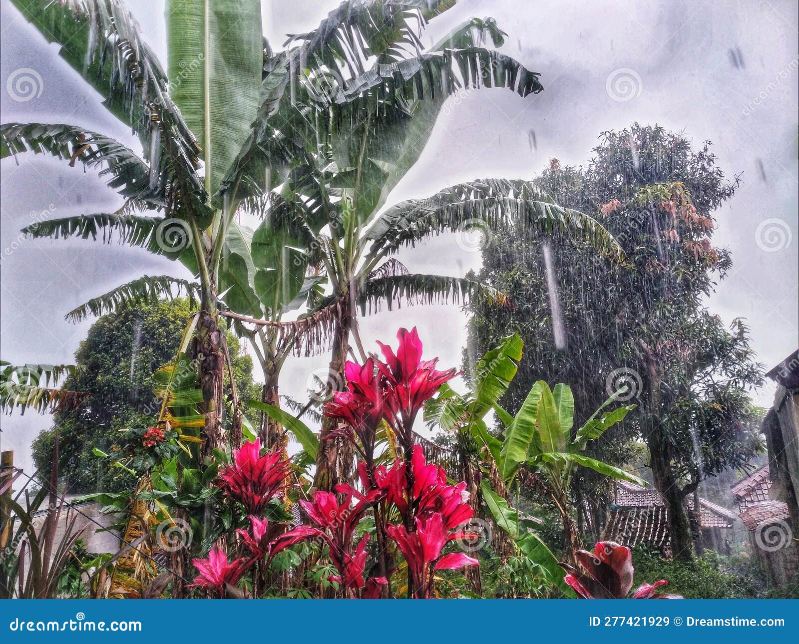 Sunny Weather Crops and Heavy Rain Stock Image - Image of sunny, rain ...