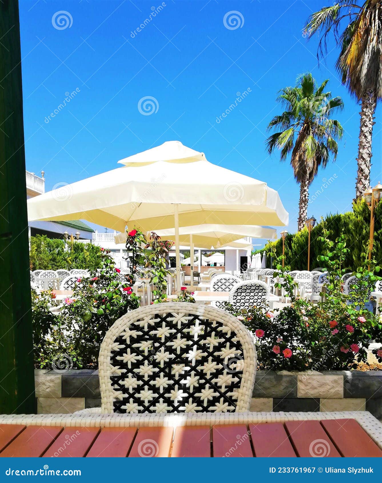 Sunny Weather with Tall Palm Trees Stock Image - Image of trees, rest ...