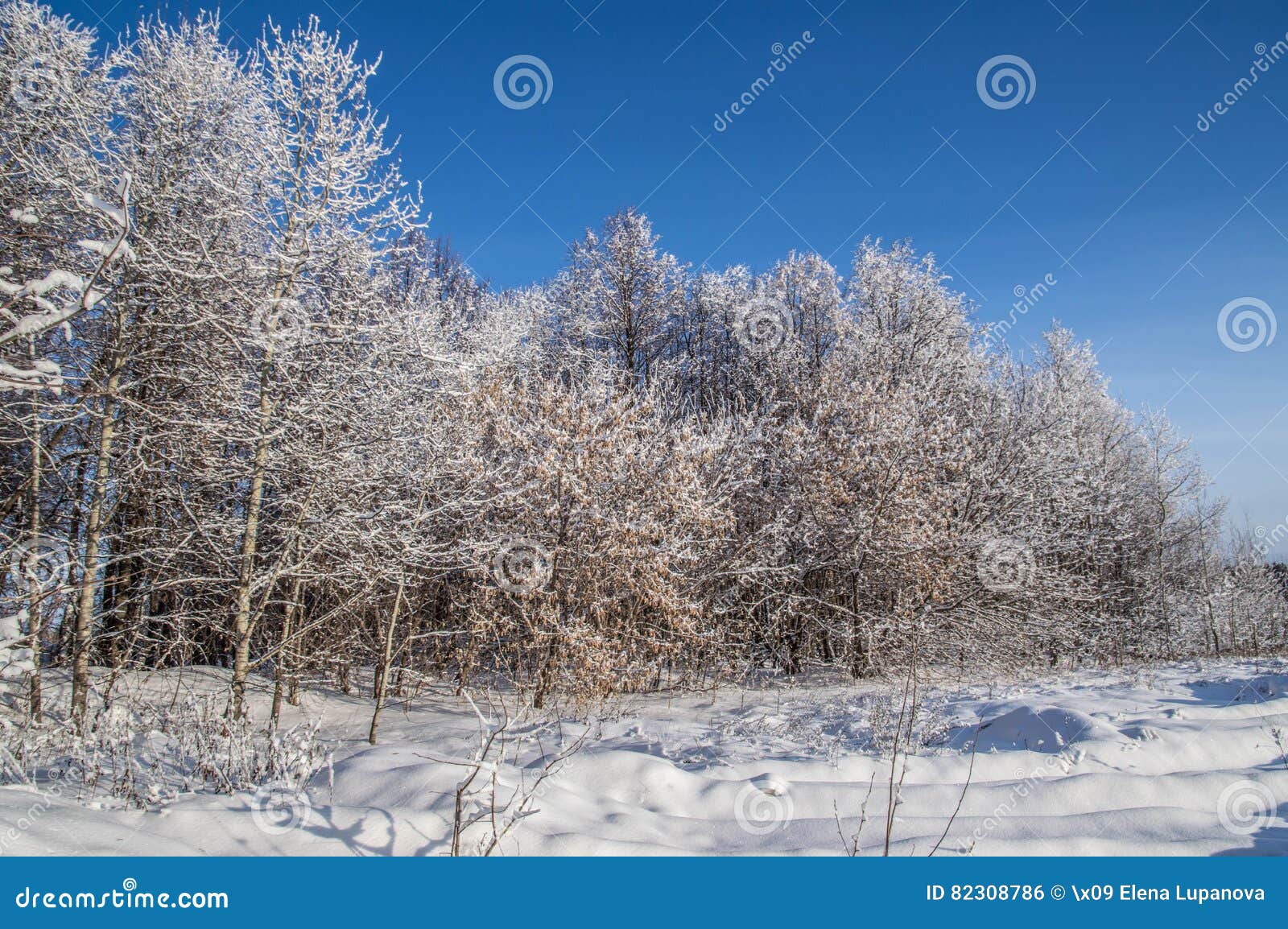 Sunny Weather . Winter Forest Landscape, Snow Stock Photo - Image of ...