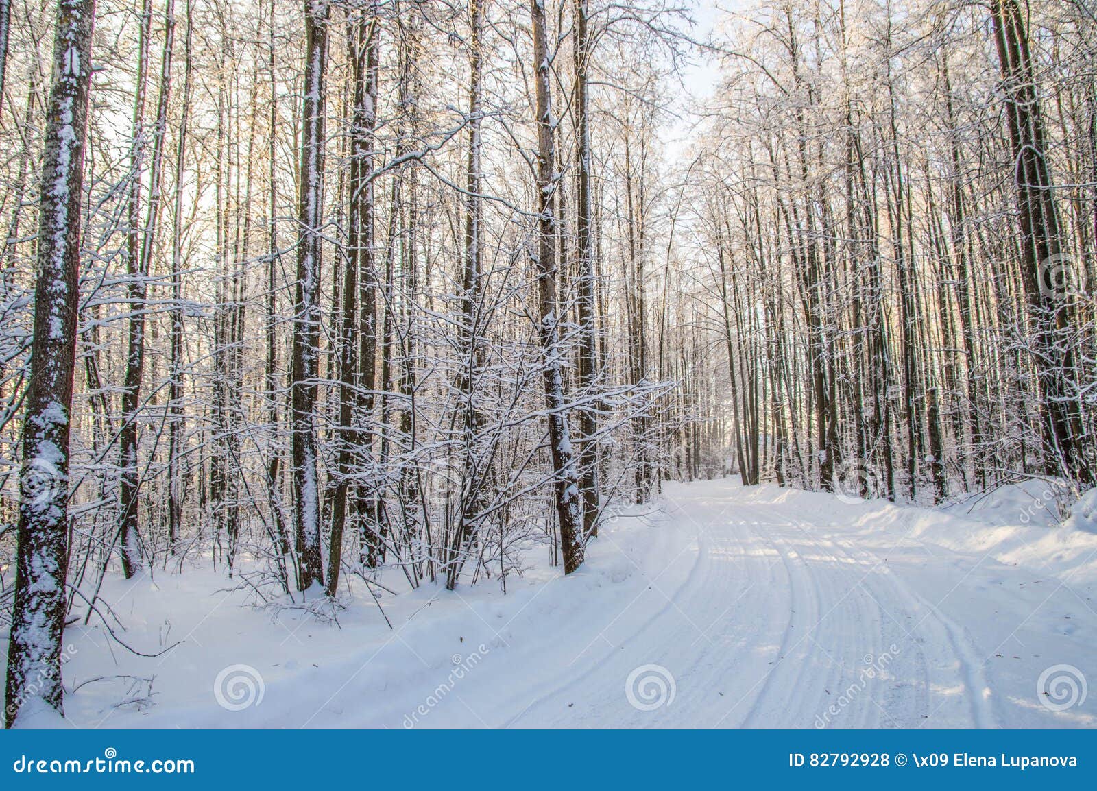 Sunny Weather . Winter Forest Landscape, Snow Stock Photo - Image of ...