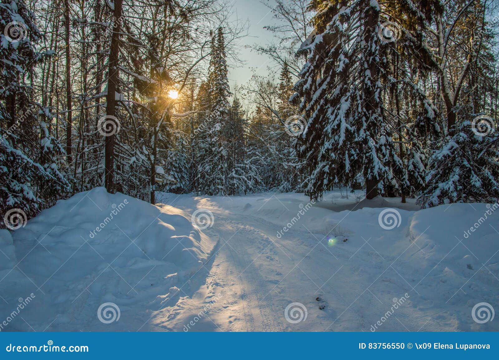 Sunny Weather . Winter Forest Landscape, Snow Stock Photo - Image of ...