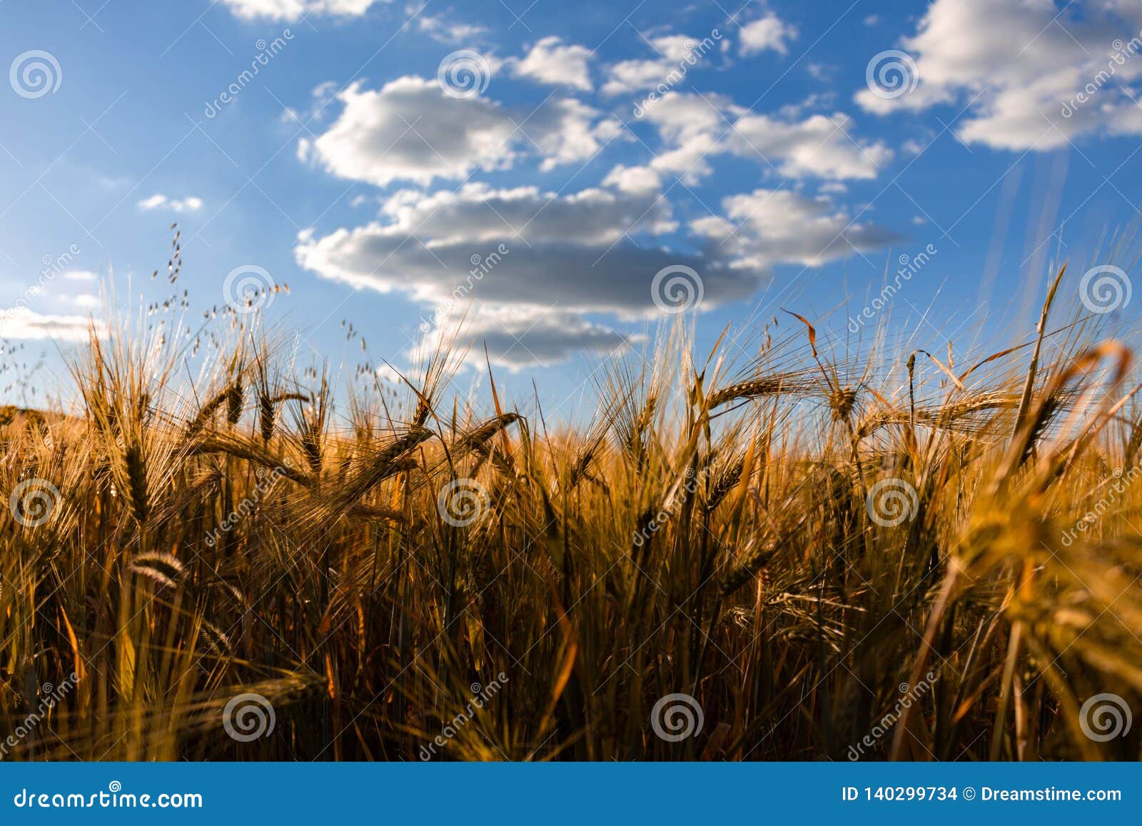 Sunny Wheat Field in Summer Day, Blue Sky Stock Photo - Image of cloud ...
