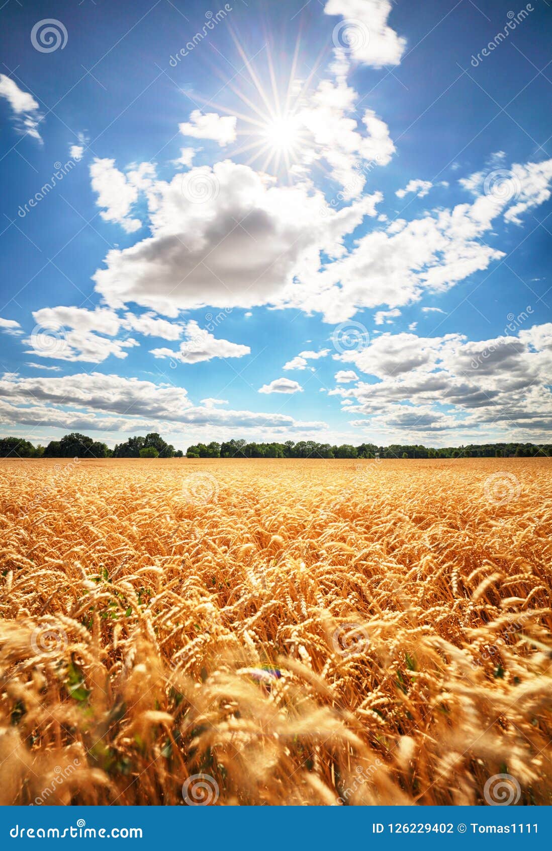 Sunny wheat field stock photo. Image of grain, scene - 126229402