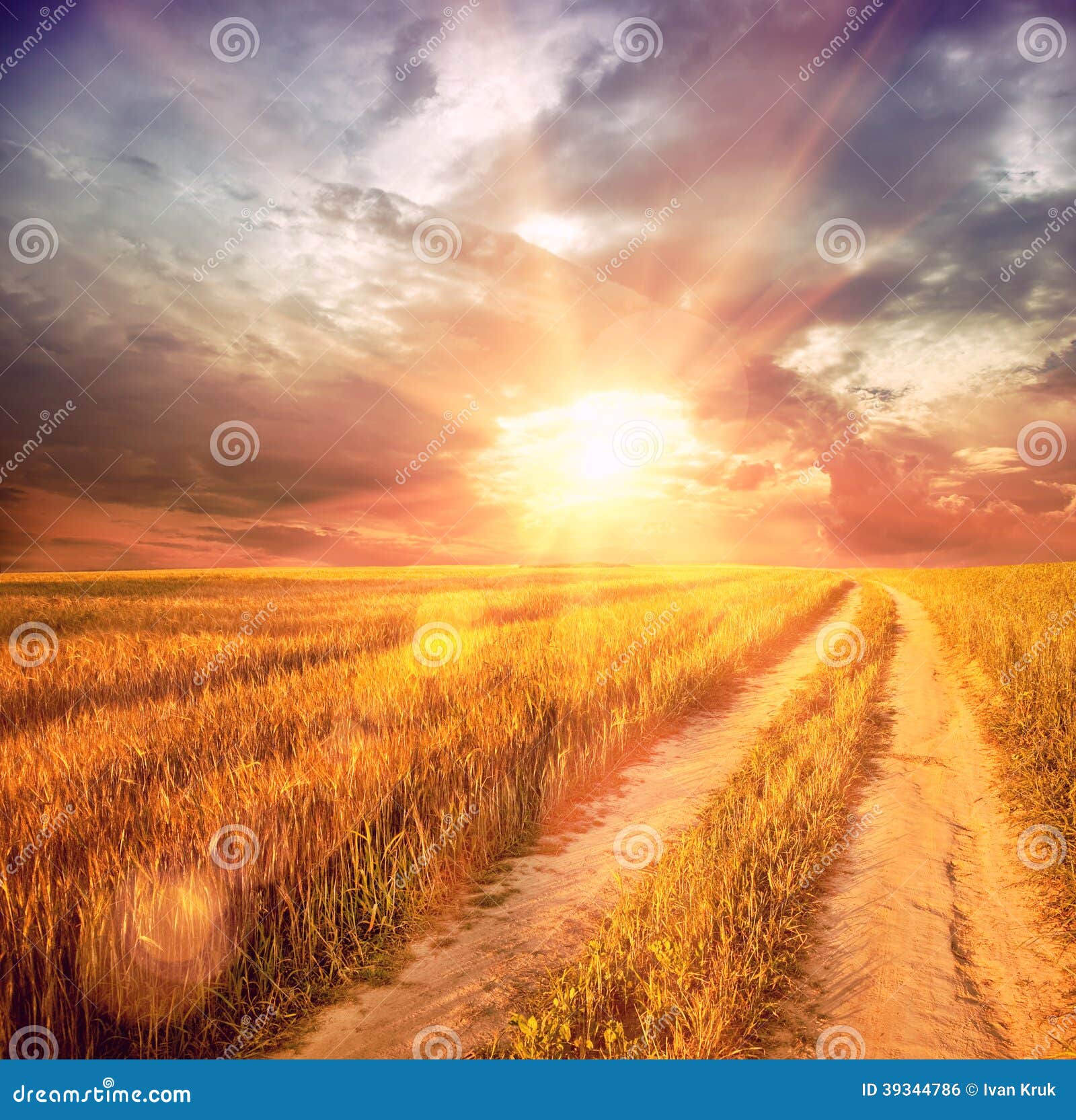 Sunny wheat field stock photo. Image of dream, cloudscape - 39344786