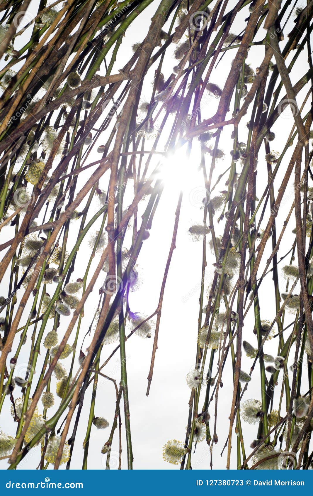 Sunny willow tree in bloom stock image. Image of ireland - 127380723