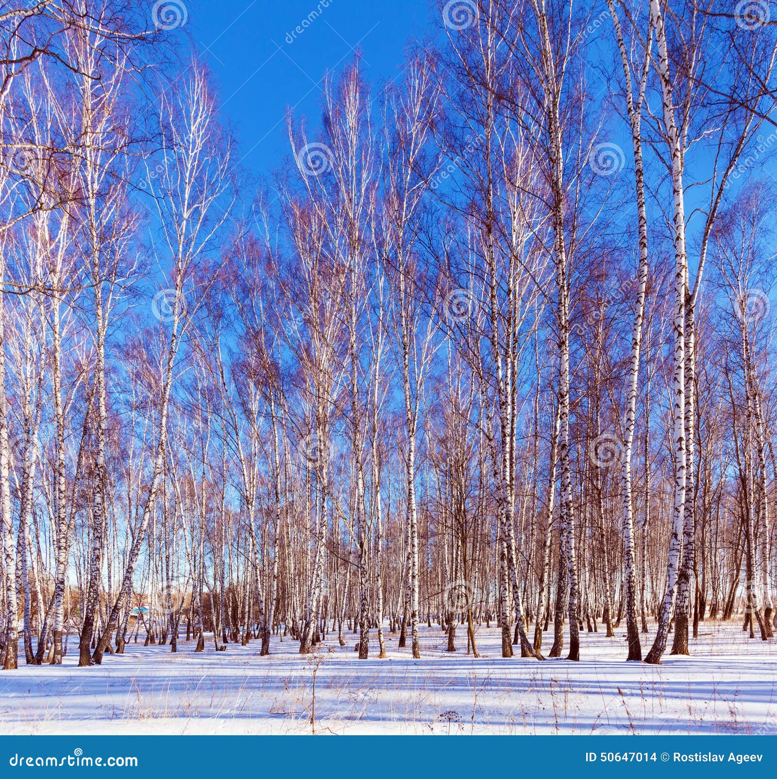 Sunny Winter Day at Forest stock photo. Image of outdoor - 50647014