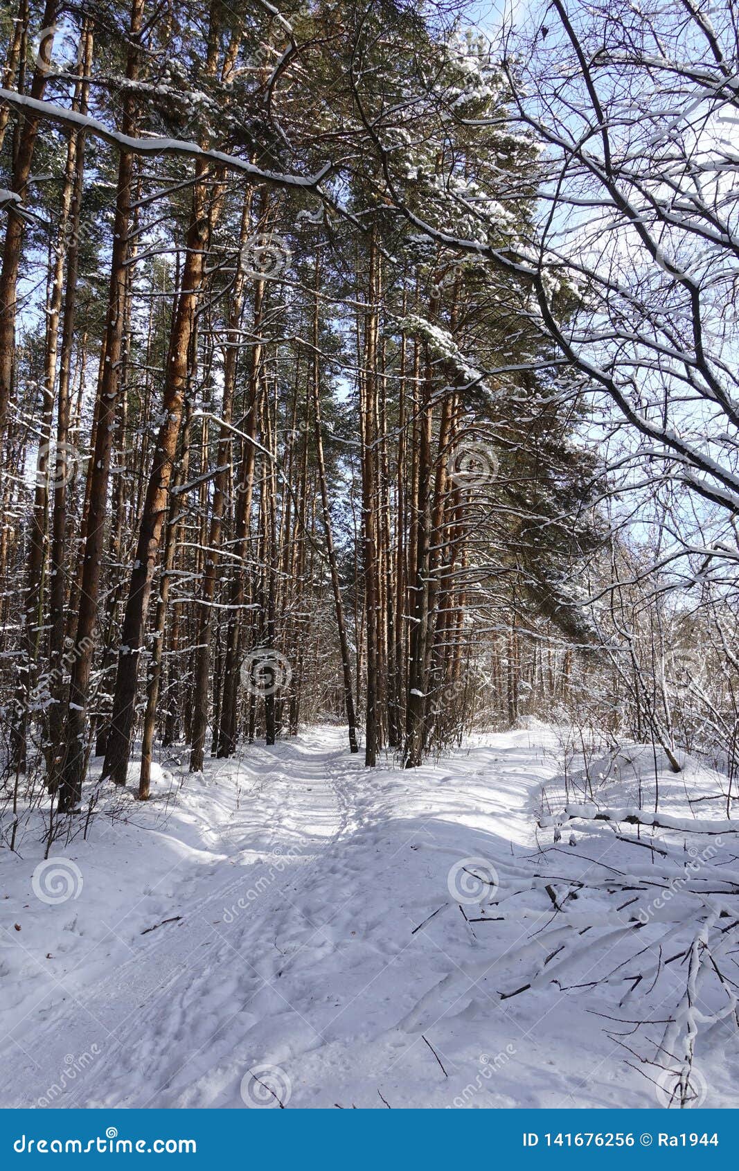 Sunny Winter Day in a Pine Forest. Tall Pines Stock Photo - Image of ...