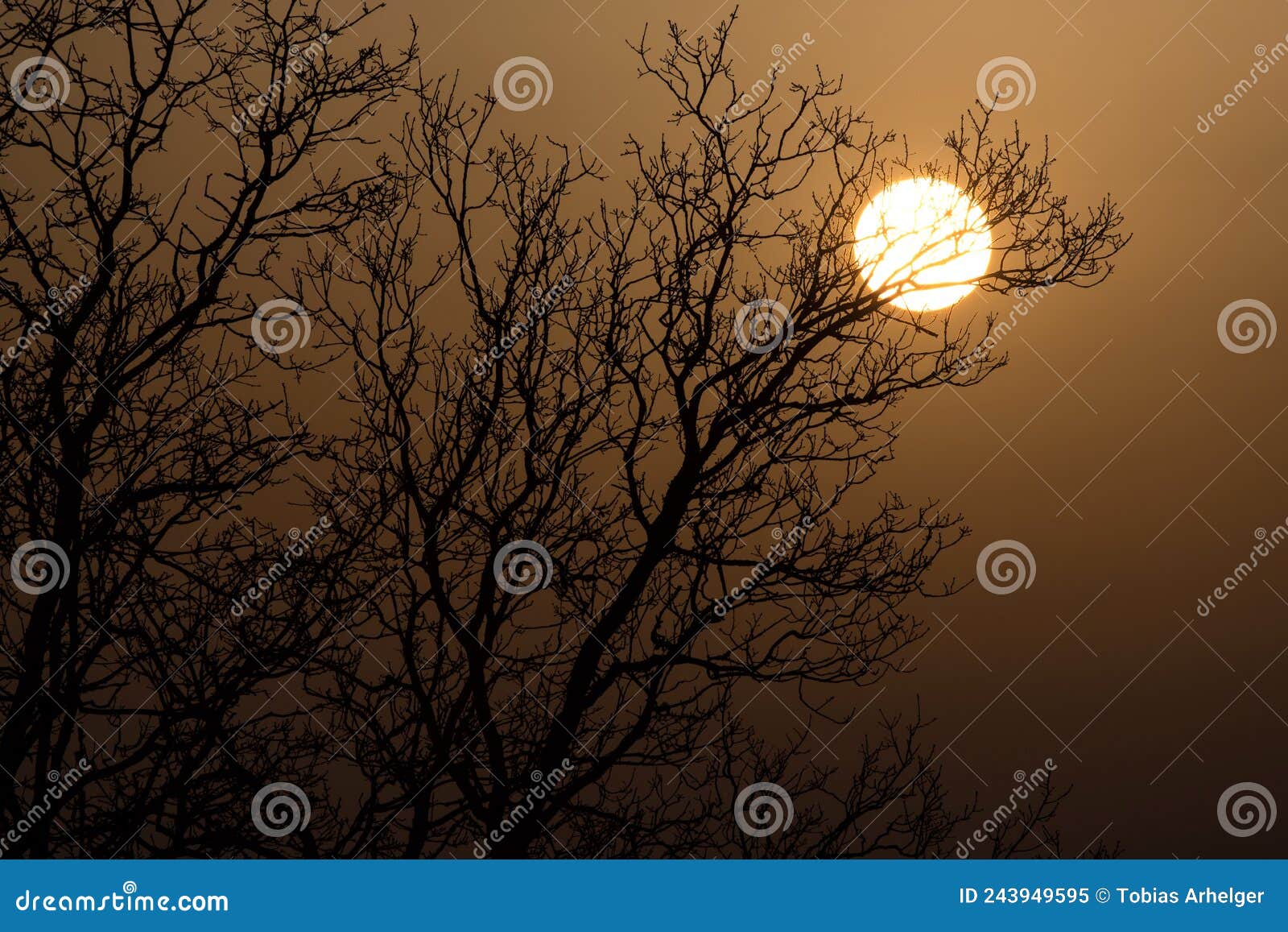 Evening Tree Silhouette With Clouds Stock Image | CartoonDealer.com ...
