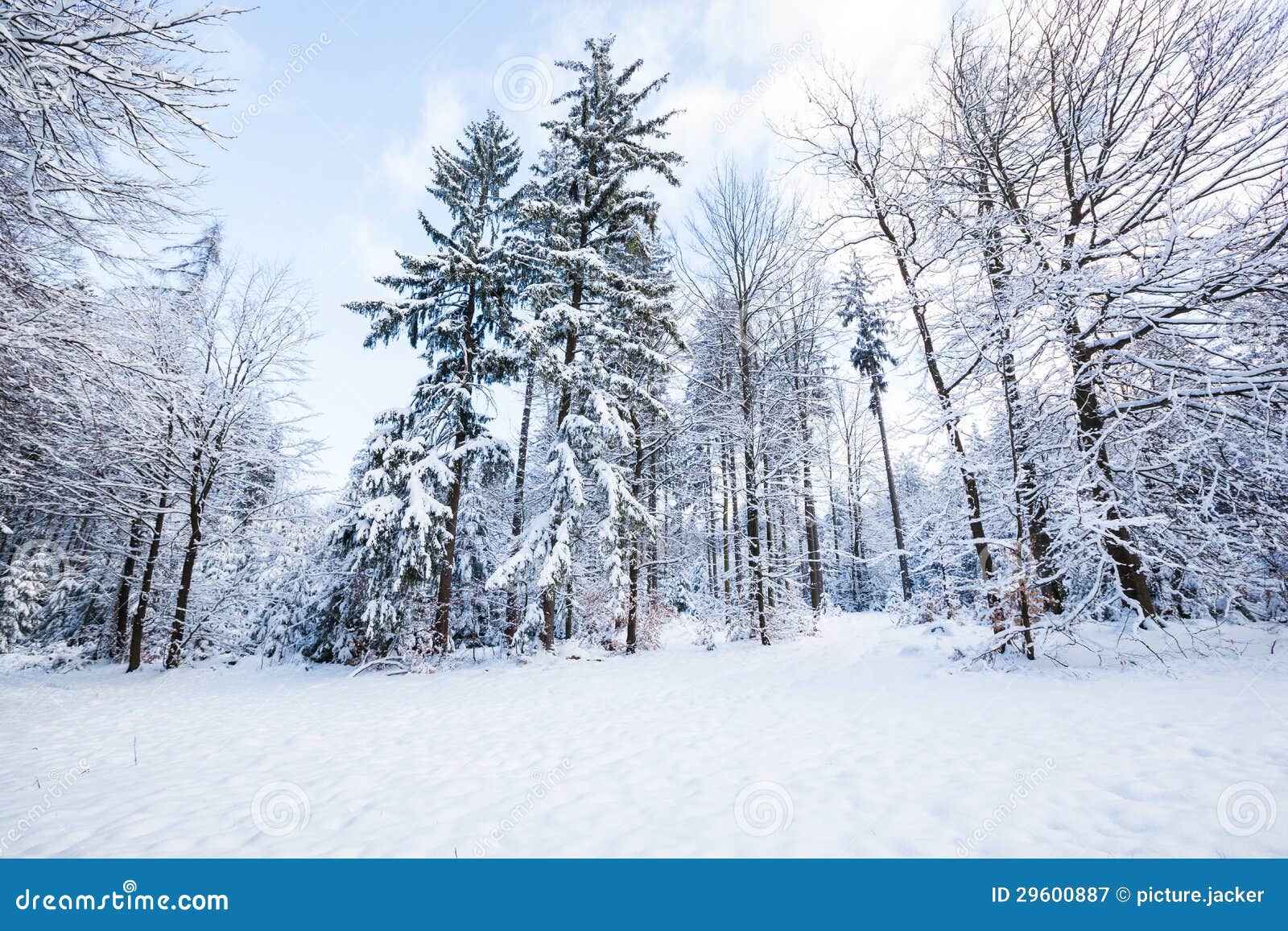 Sunny winter forest stock image. Image of sunlight, season - 29600887