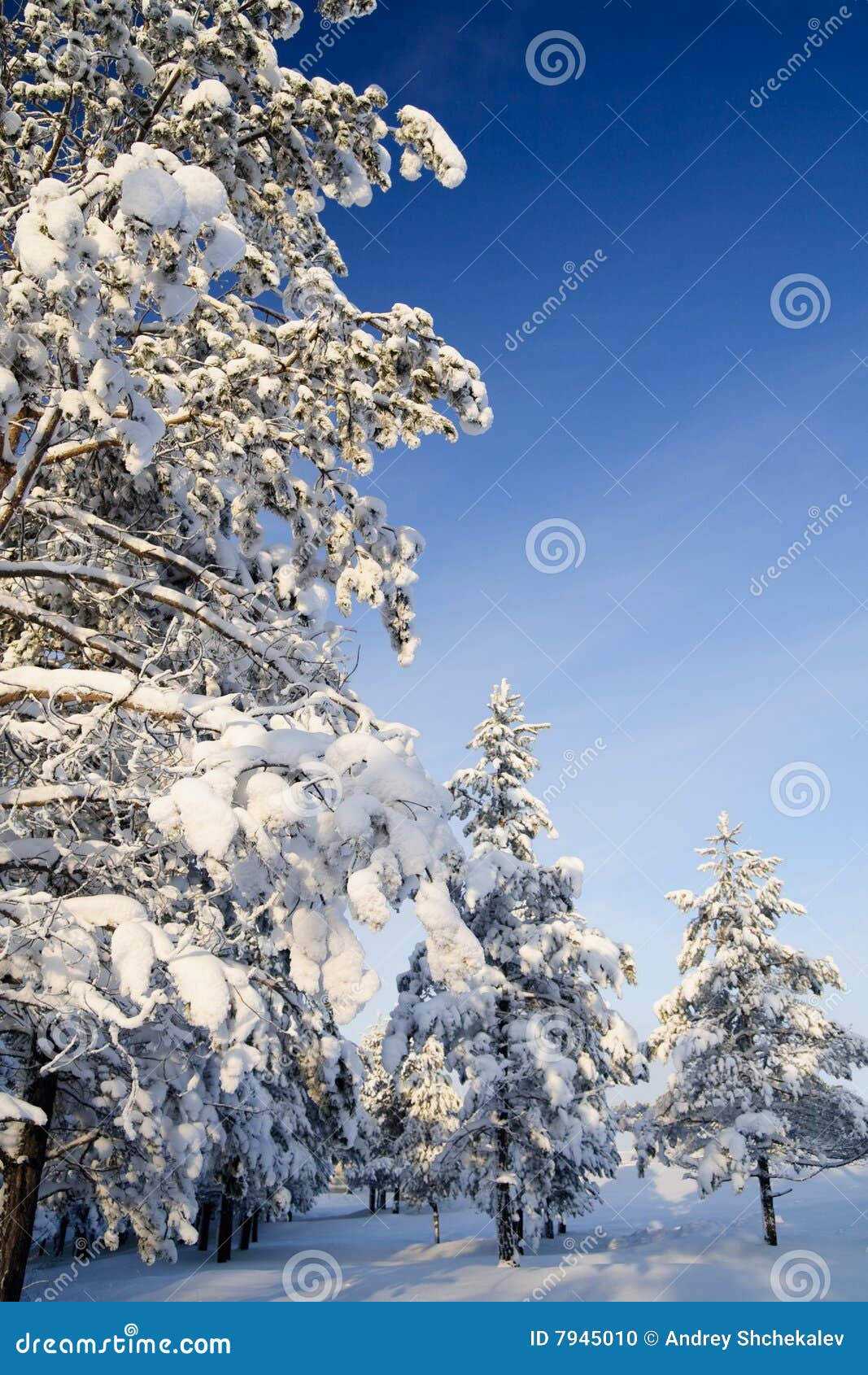 Sunny winter forest stock photo. Image of nordic, adventure - 7945010
