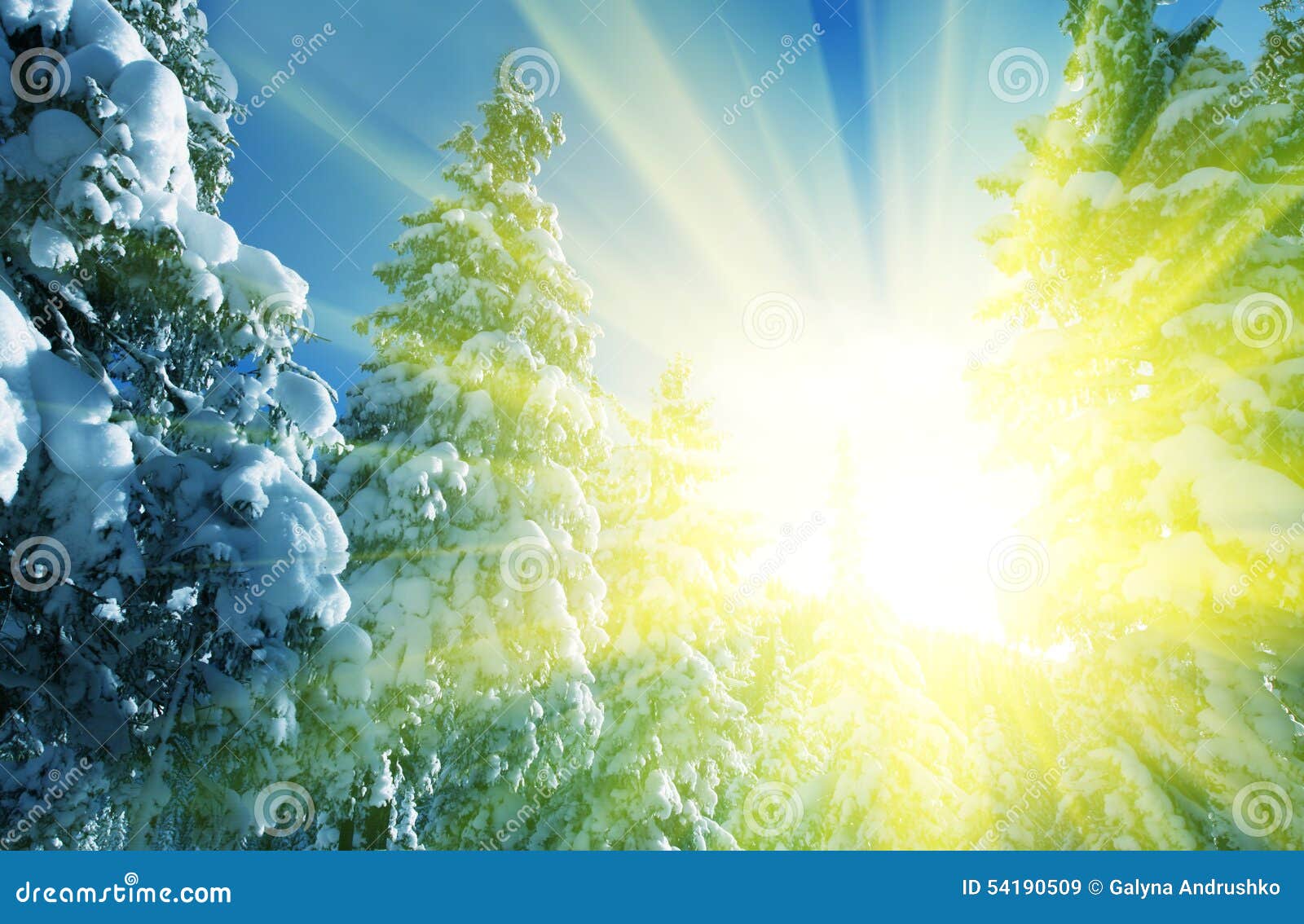 Sunny winter forest stock image. Image of frost, trees - 54190509