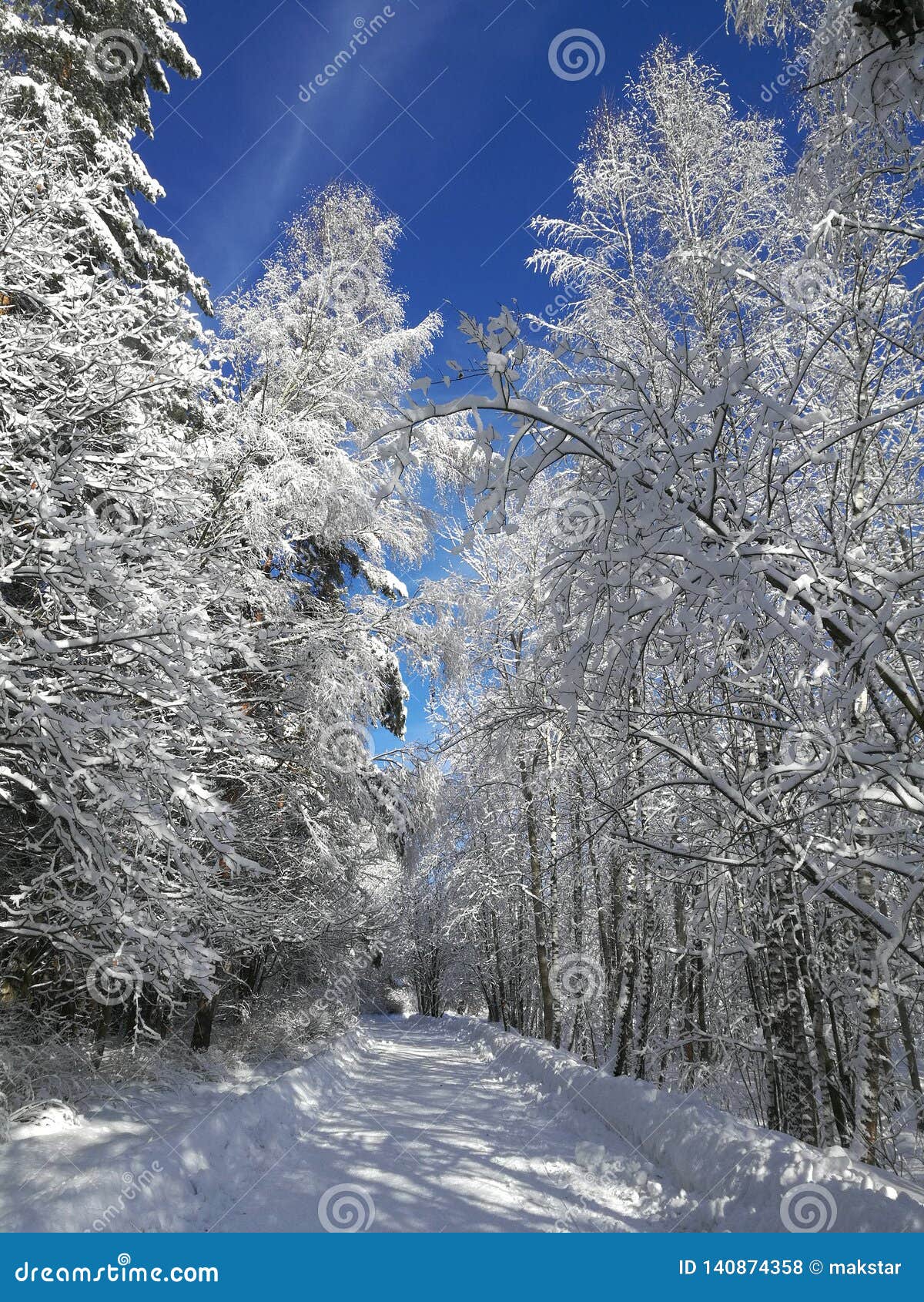 Sunny Winter Forest and Sky Stock Photo - Image of frozen, nature ...