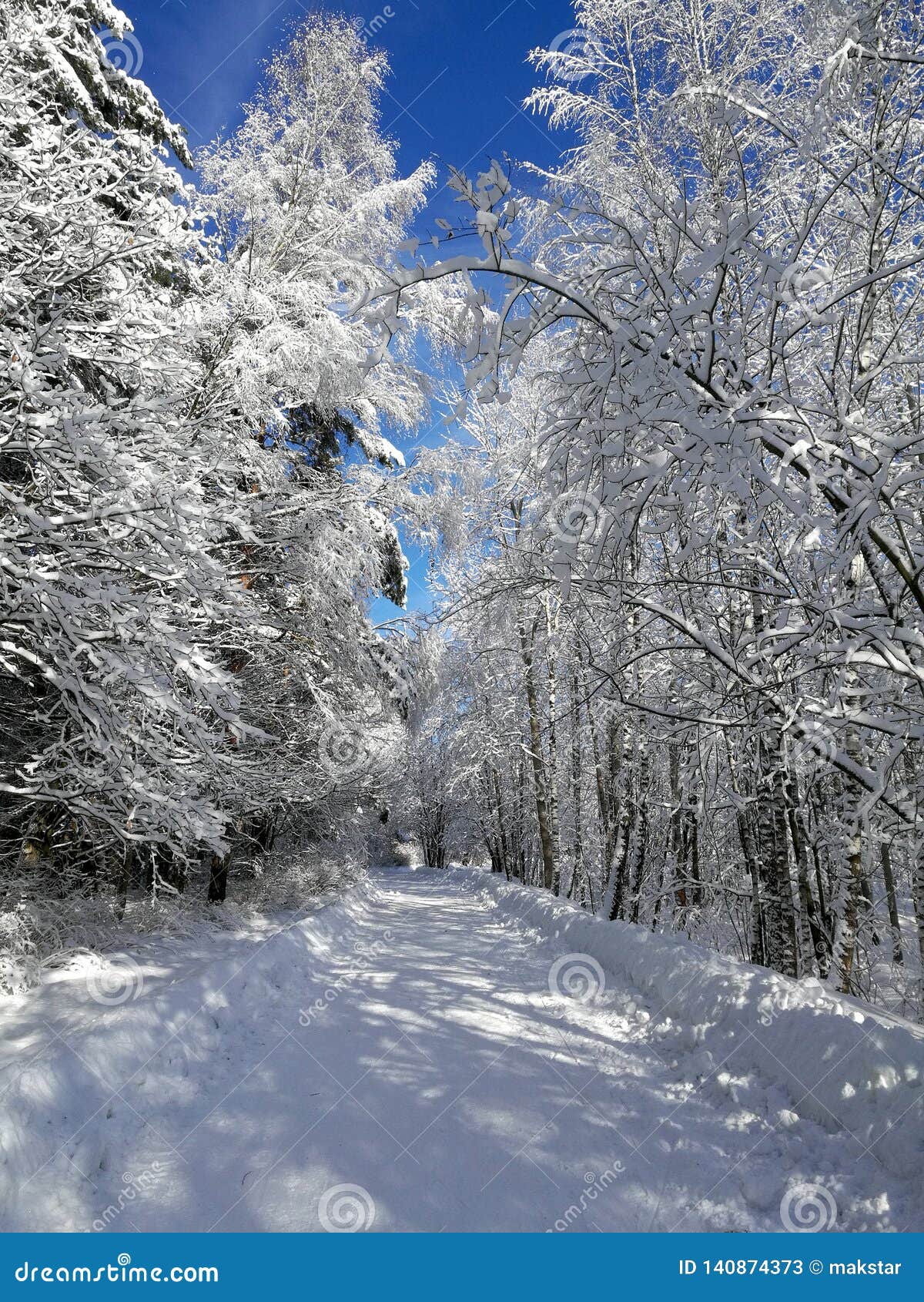 Sunny Winter Forest and Sky Stock Image - Image of frozen, season ...