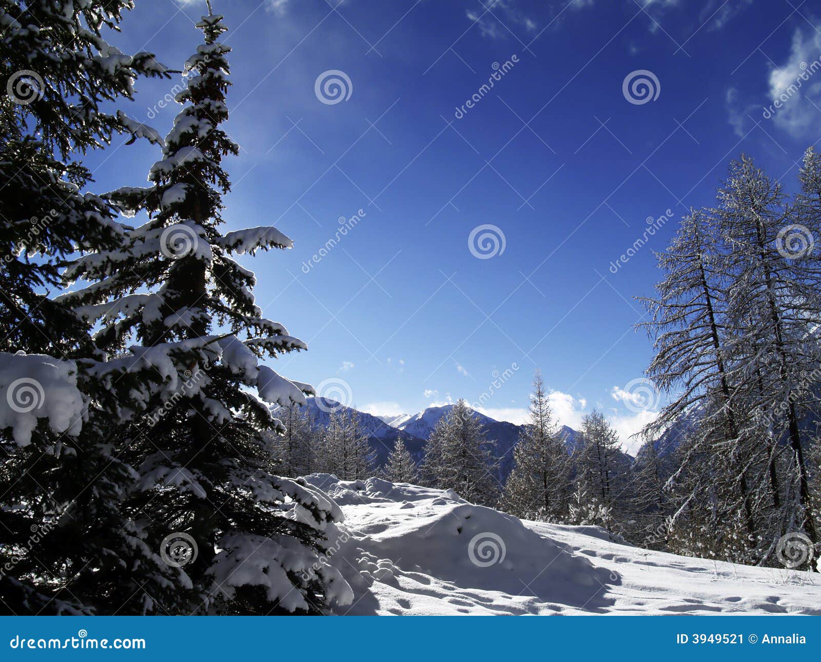 Sunny winter landscape stock image. Image of winter, branches - 3949521