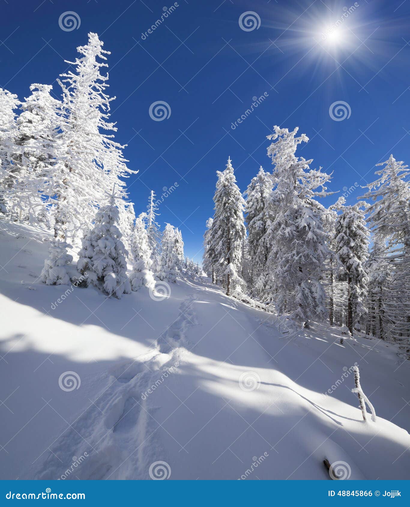 Sunny Winter Landscape in Mountain Forest Stock Photo - Image of ...