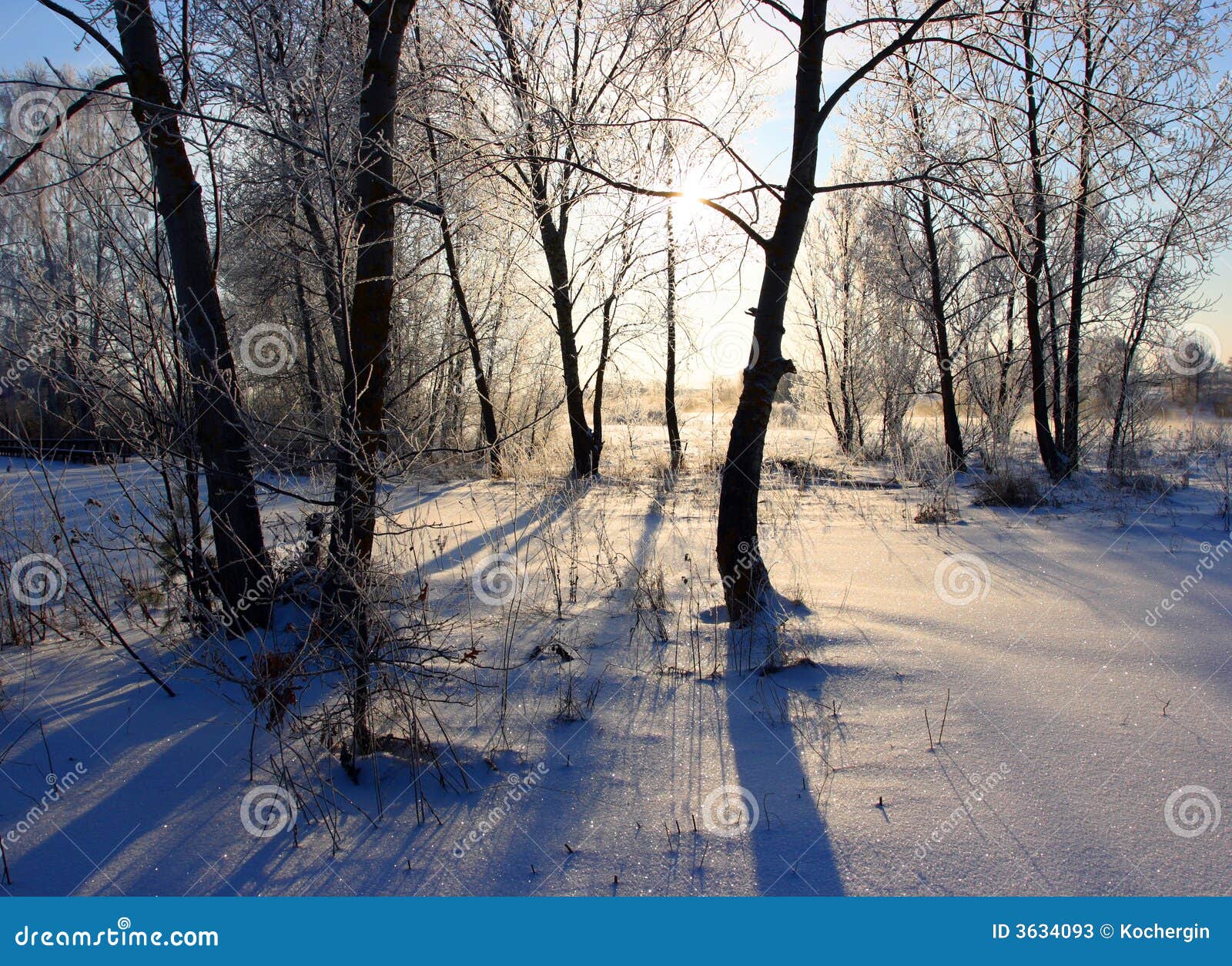 Sunny winter morning stock image. Image of january, bushes - 3634093