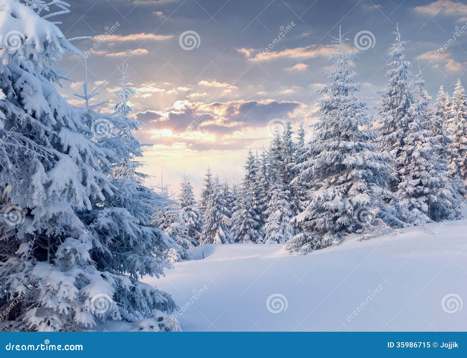 Sunny Winter Morning in Mountain Forest. Stock Image - Image of frost ...