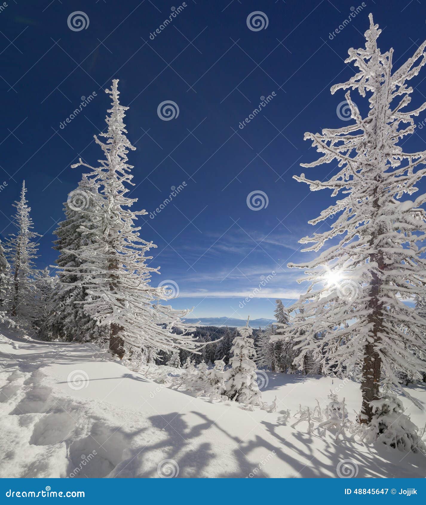 Sunny Winter Morning in Mountain Forest Stock Image - Image of cold ...