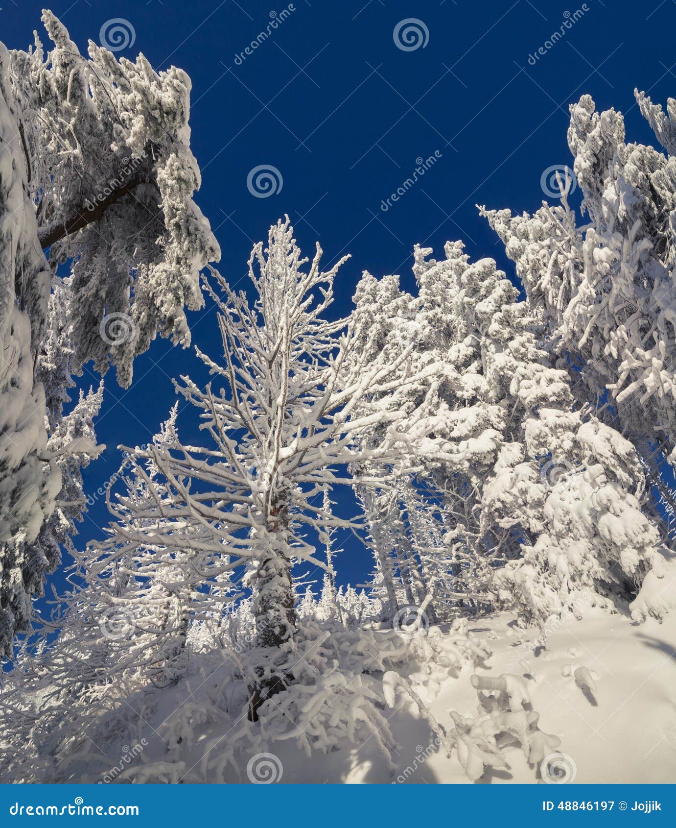 Sunny Winter Morning in Mountain Forest Stock Image - Image of natural ...
