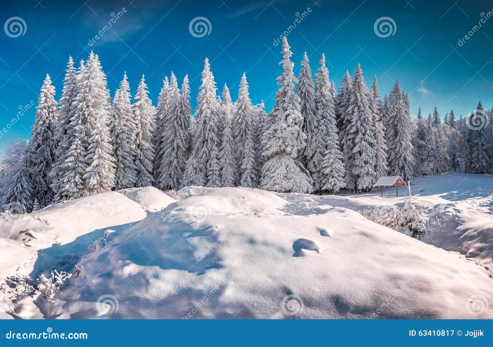 Sunny Winter Morning in Snowy Mountain Forest. Stock Image - Image of ...