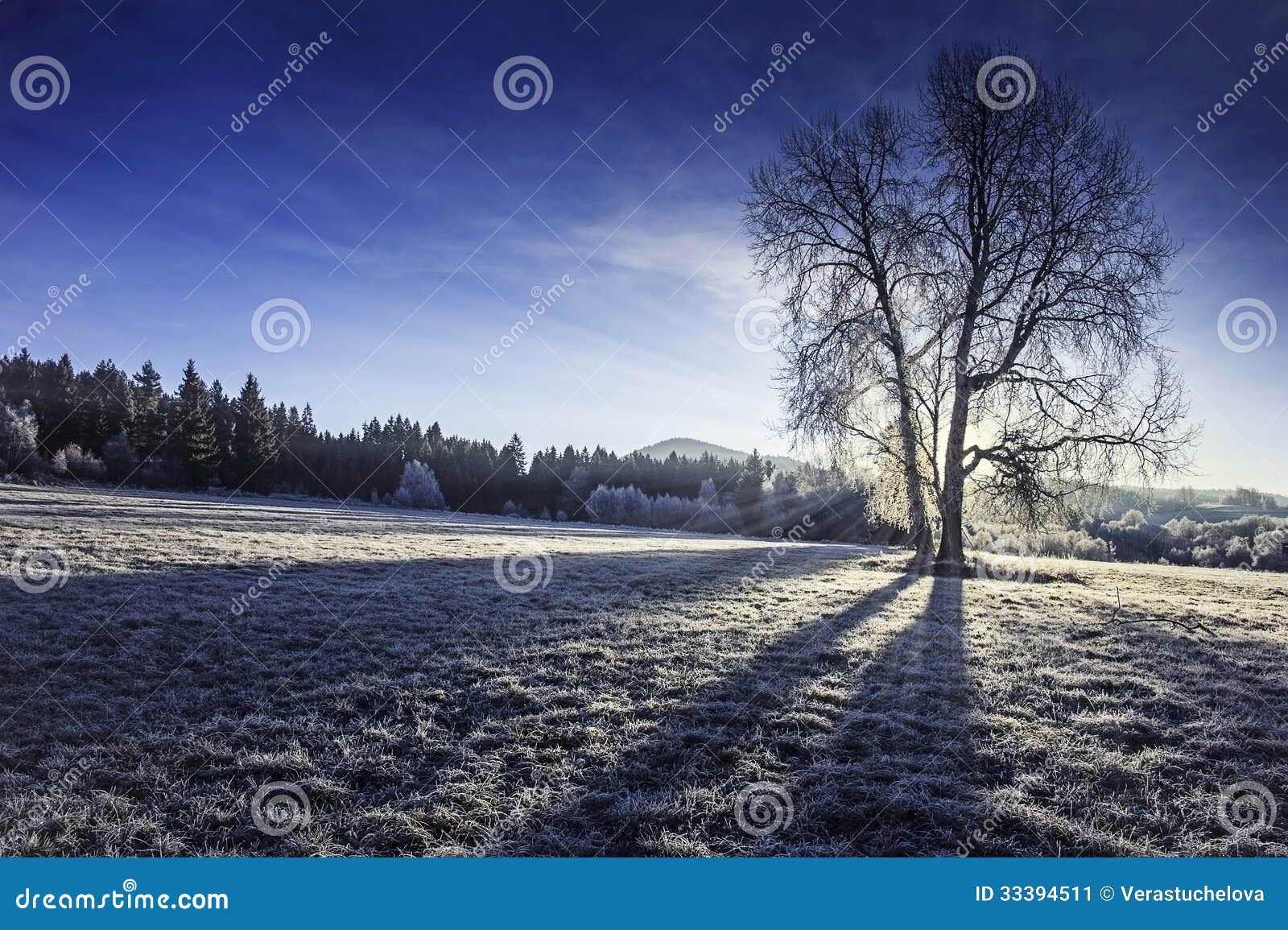 Sunny winter morning stock image. Image of north, frosty - 33394511