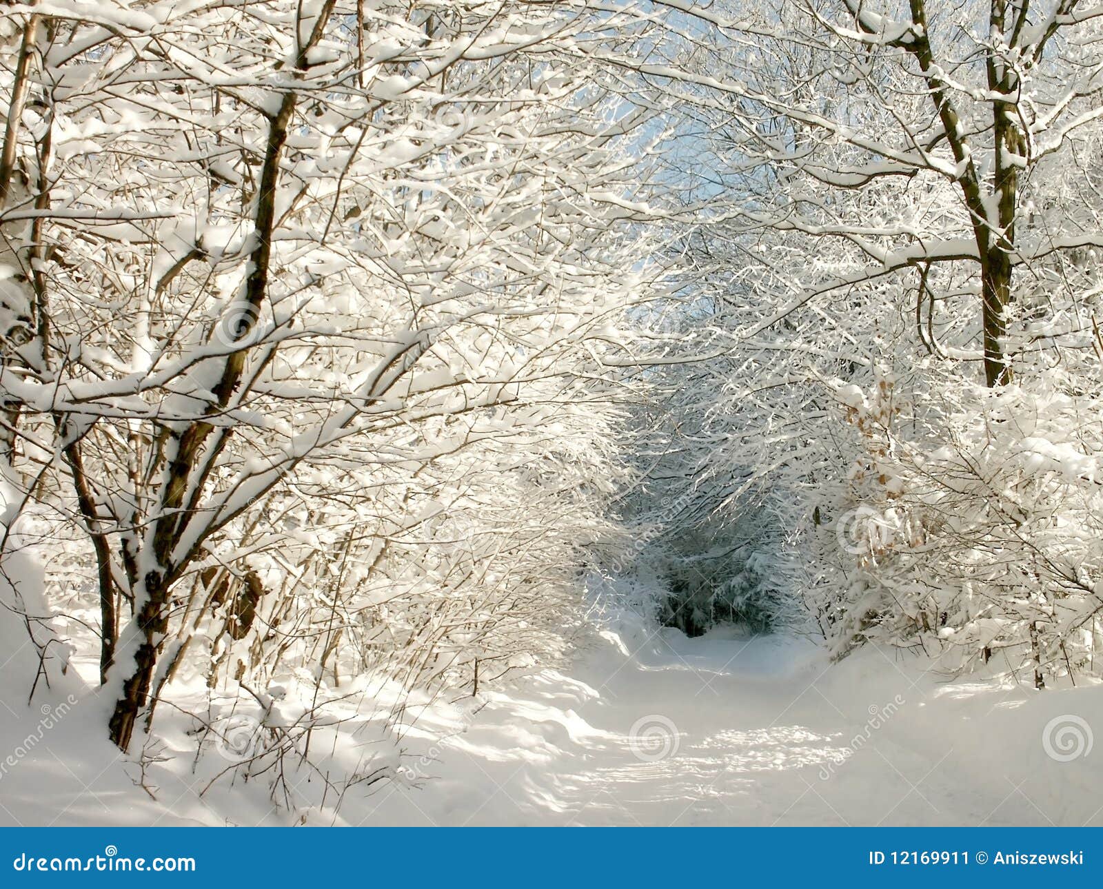Sunny winter path stock image. Image of landscape, land - 12169911