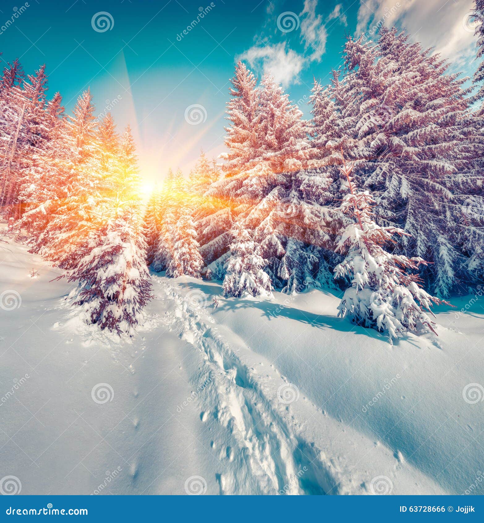 Sunny Winter Sunrise in the Mountain Forest. Stock Photo - Image of ...