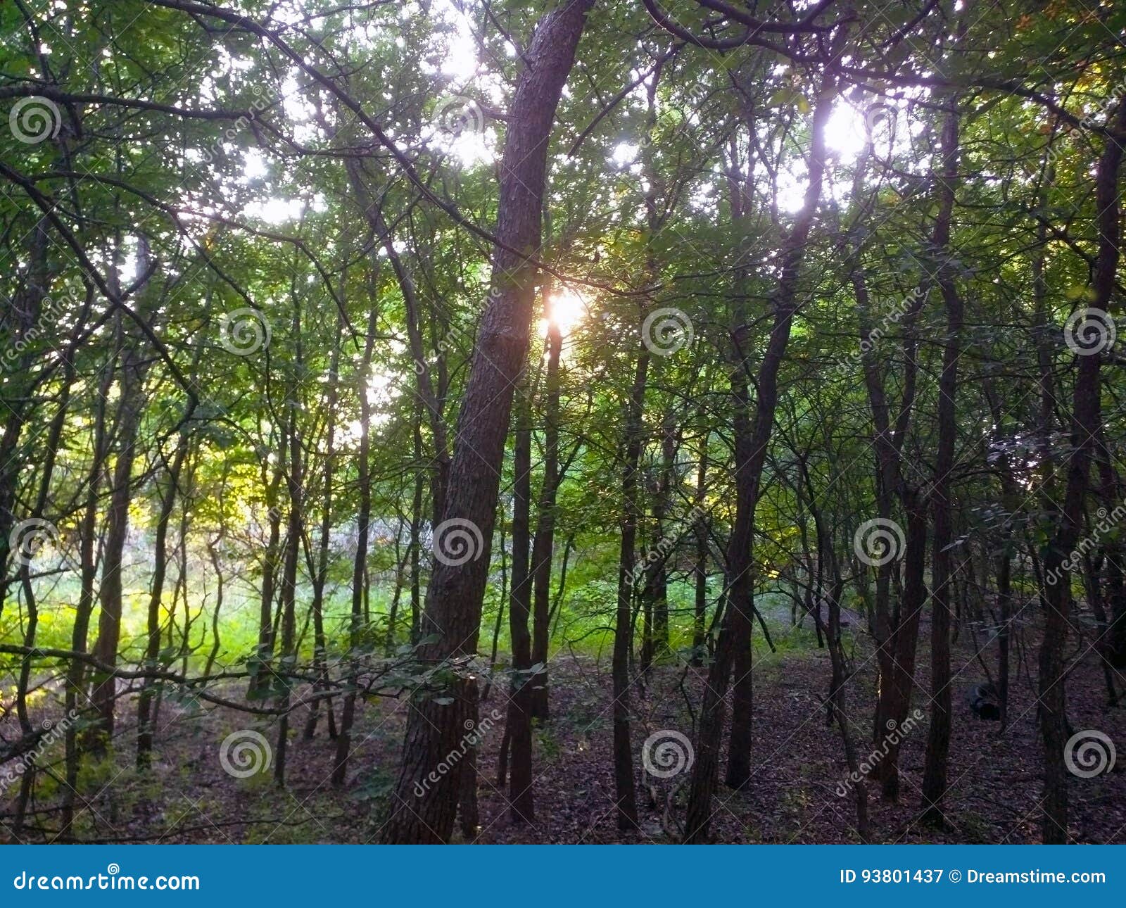 Sunny Woods stock image. Image of green, sunset, trail - 93801437